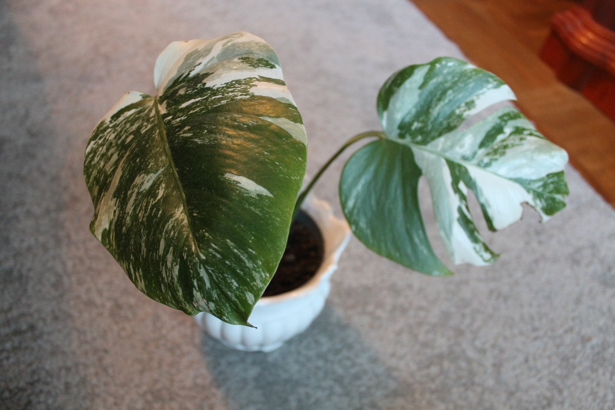 Monstera Variegata jordad stickling 2 blad | Köp på Tradera (693675342)