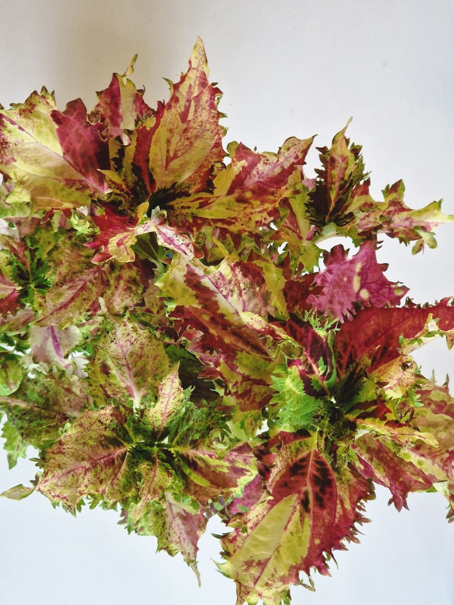 Palettblad Coleus Elvira Stickling | Köp på Tradera (641919487)