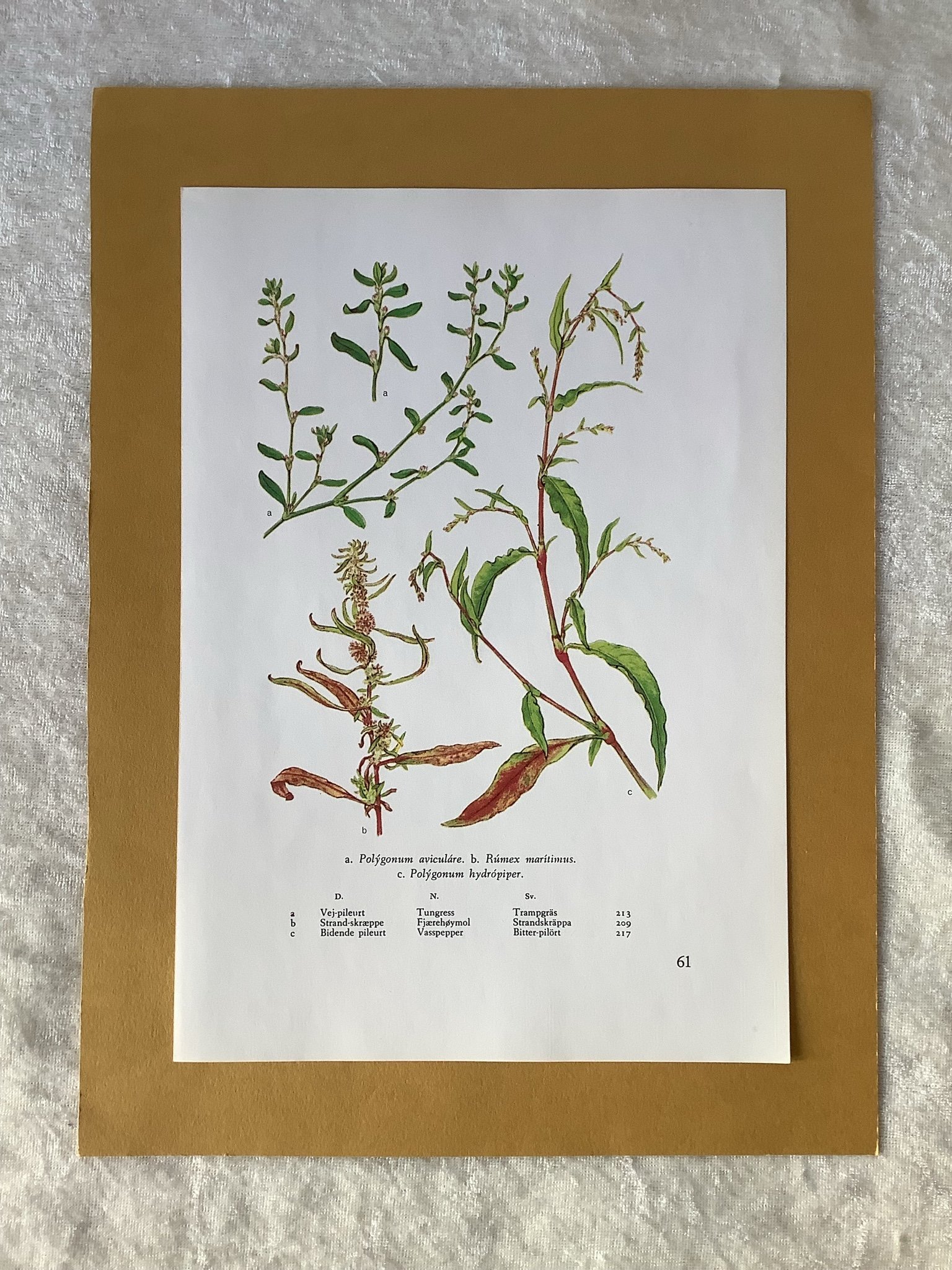 Vår Svenska Flora skolplansch nr61-62 trampgräs.. | Köp på Tradera ...