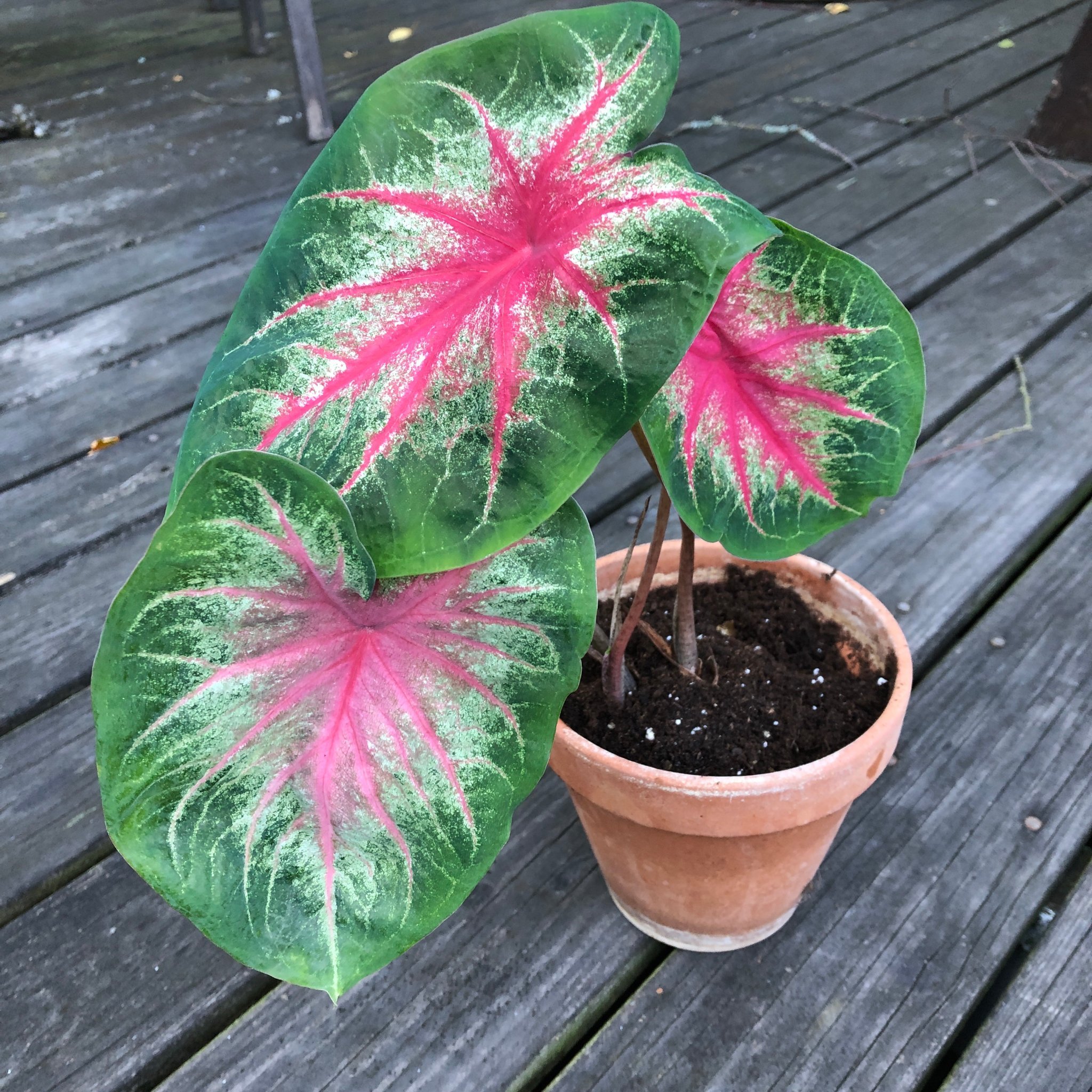 Caladium ’Rosebud’ "ovanlig” (philodendron aloc.. (409843302) ᐈ Köp på ...