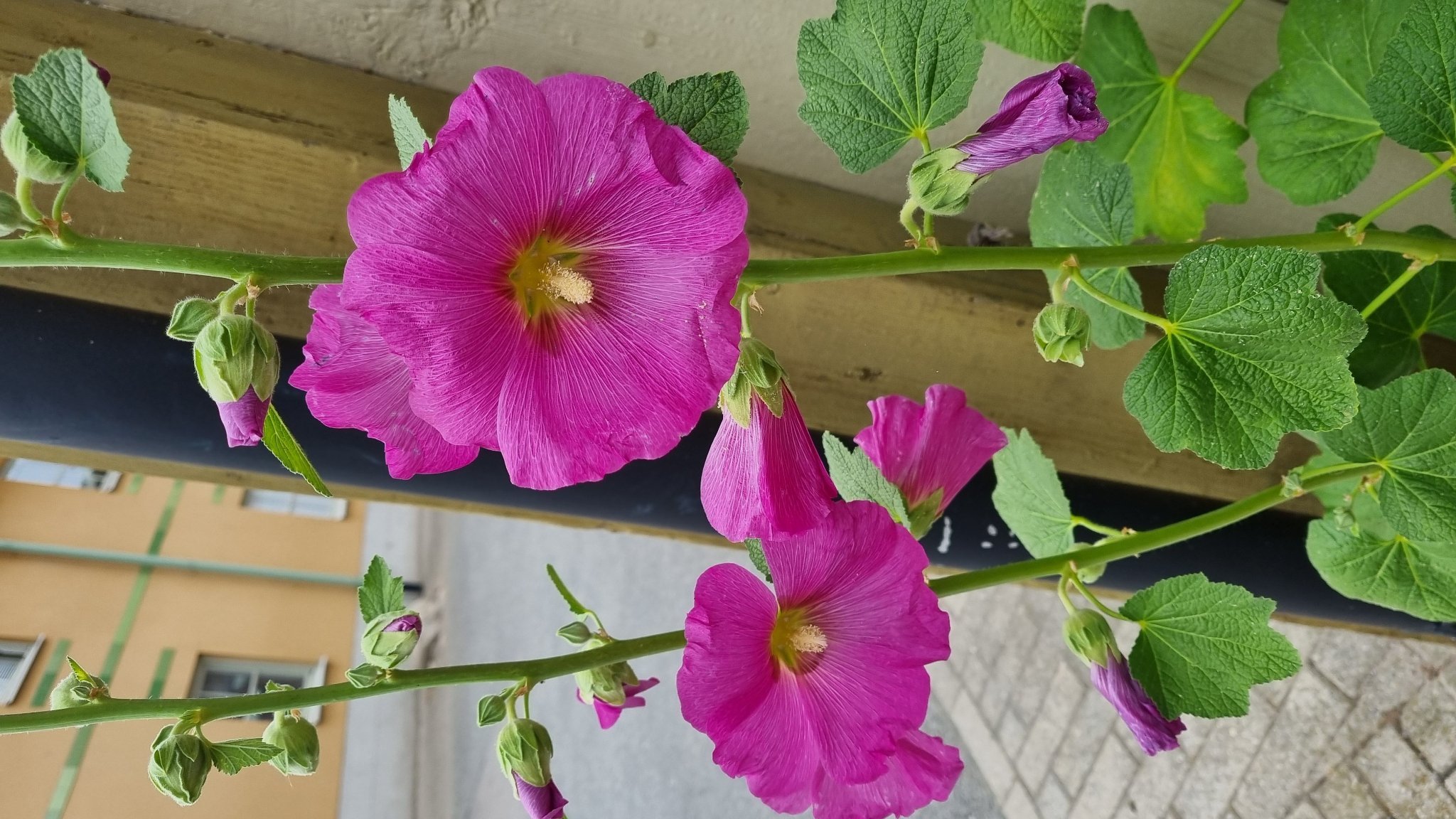 Se produkter som liknar Mörkrosa stockros fröer på Tradera (628973772)