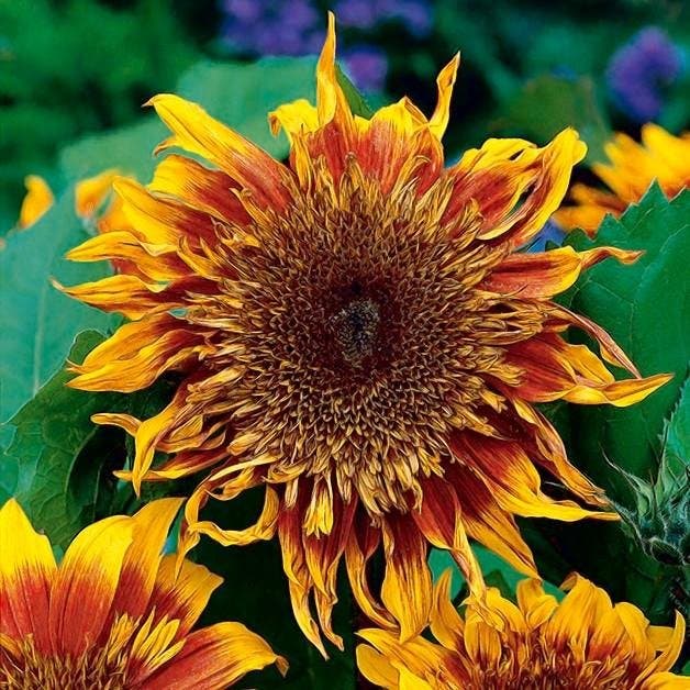 Solros Astra Brown, höjd 100-120 cm, blommar ju.. | Köp på Tradera ...