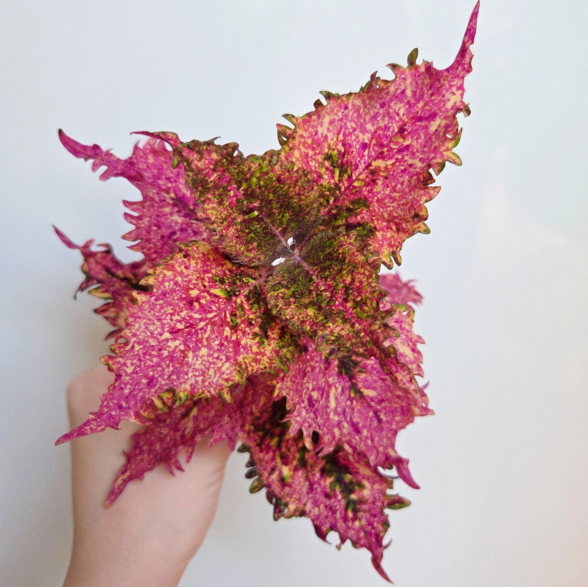 Palettblad/coleus • BANDIT QUEEN • stickling | Köp på Tradera (733459543)