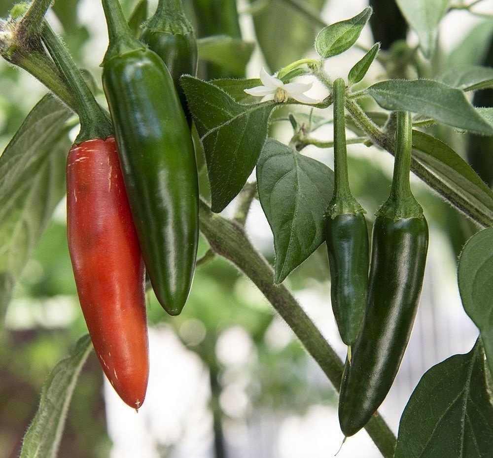 Ekologiskt Chilipeppar 'Serrano' ca 10 st frön | Köp på Tradera (733726859)