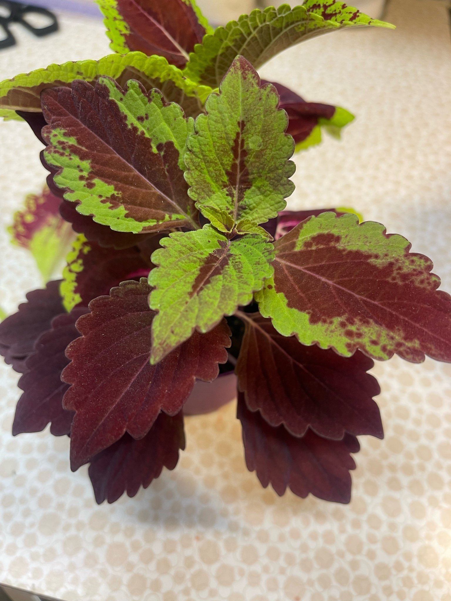 Palettblad, Coleus Marooned | Köp på Tradera (698533394)