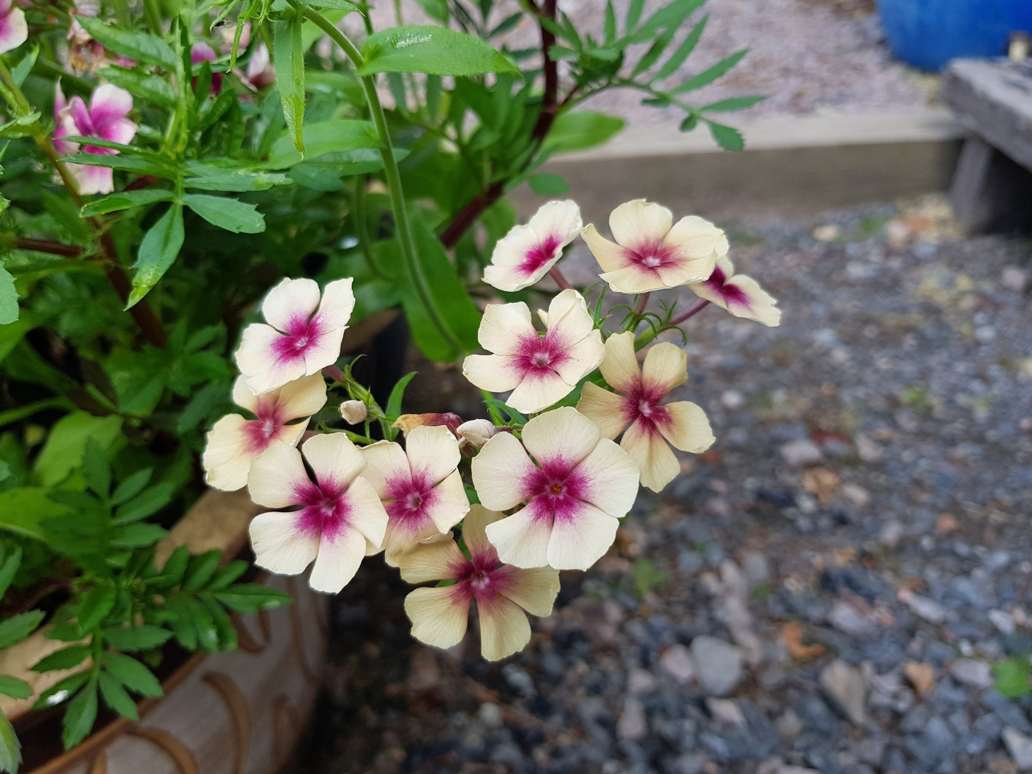 Flox Cherry Caramel Phlox. 20 frön. Garanterat .. | Köp på Tradera (596466092)