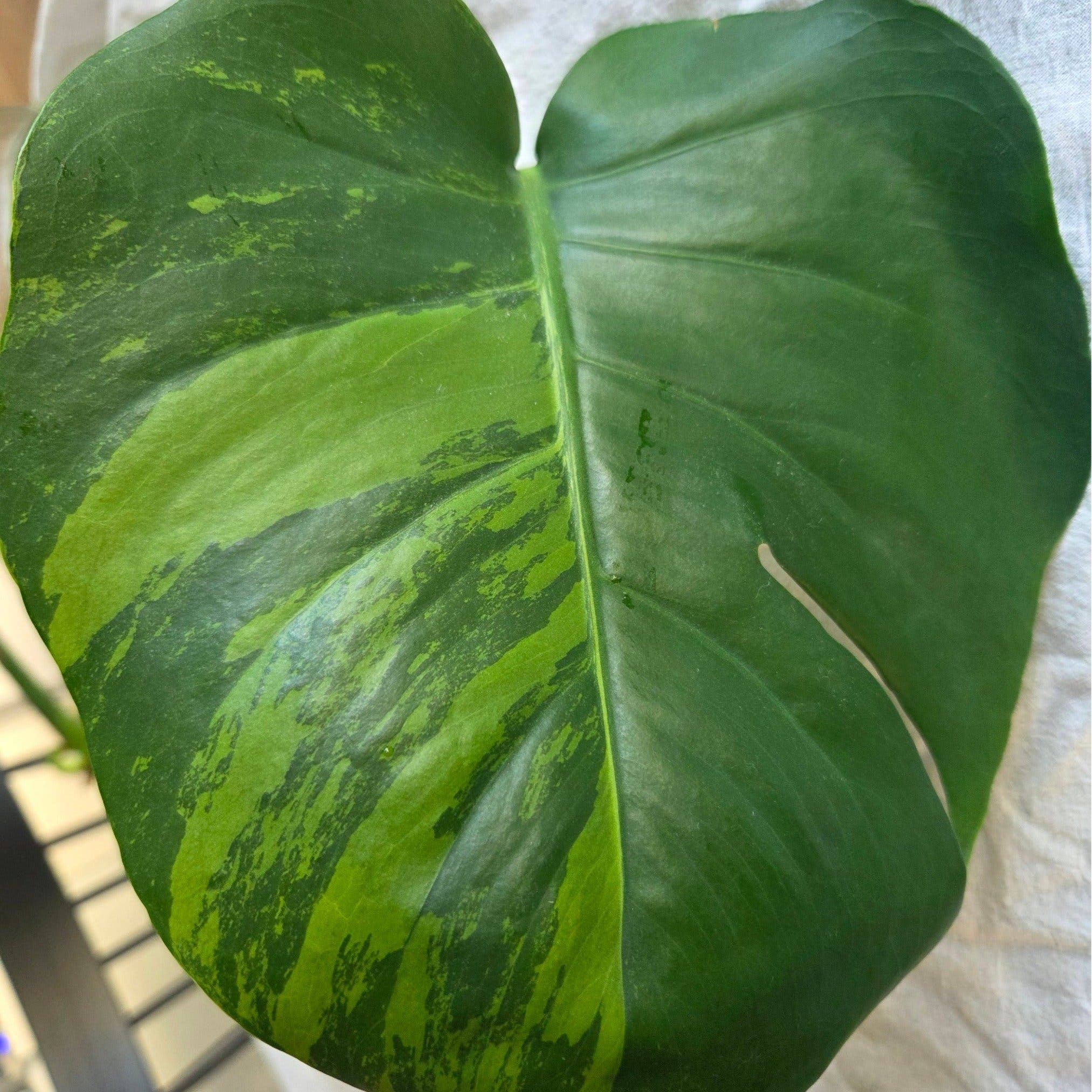 Se produkter som liknar Monstera green on green large.. på Tradera ...