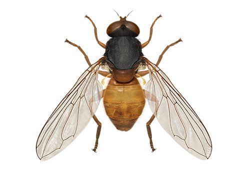 FLUGA BLOMFLUGA INSEKT MIKROSKOP BILD TECKNING .. | Köp på Tradera ...