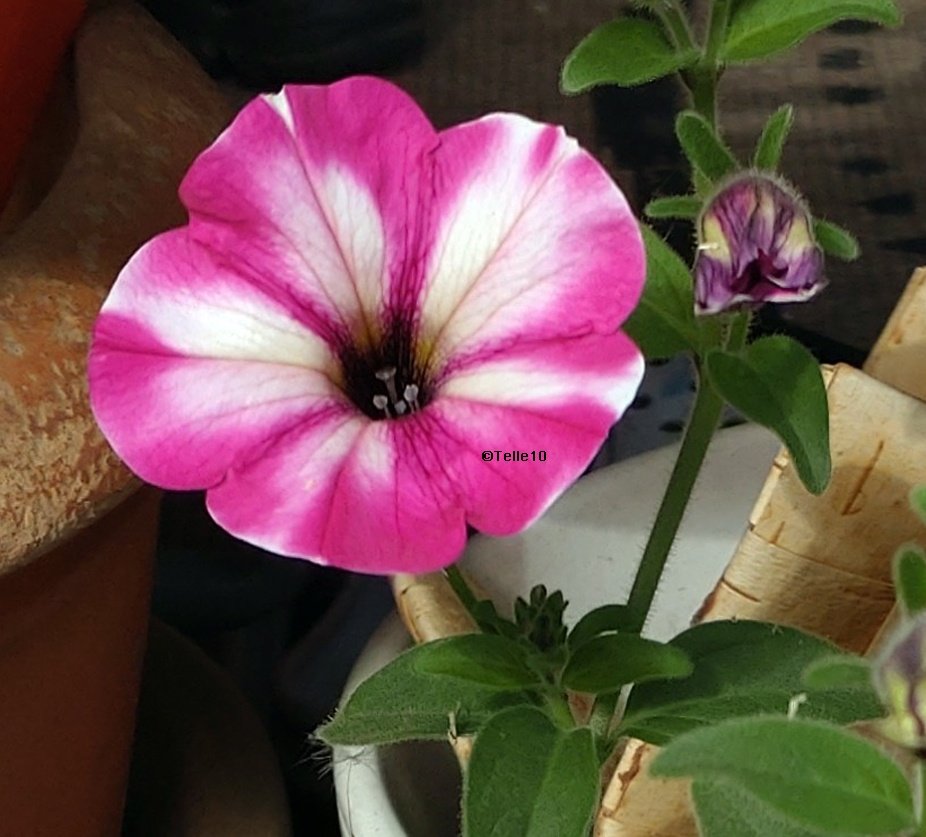 Petunia Star Mix olika färger, vit rand.så vack.. | Köp på Tradera ...