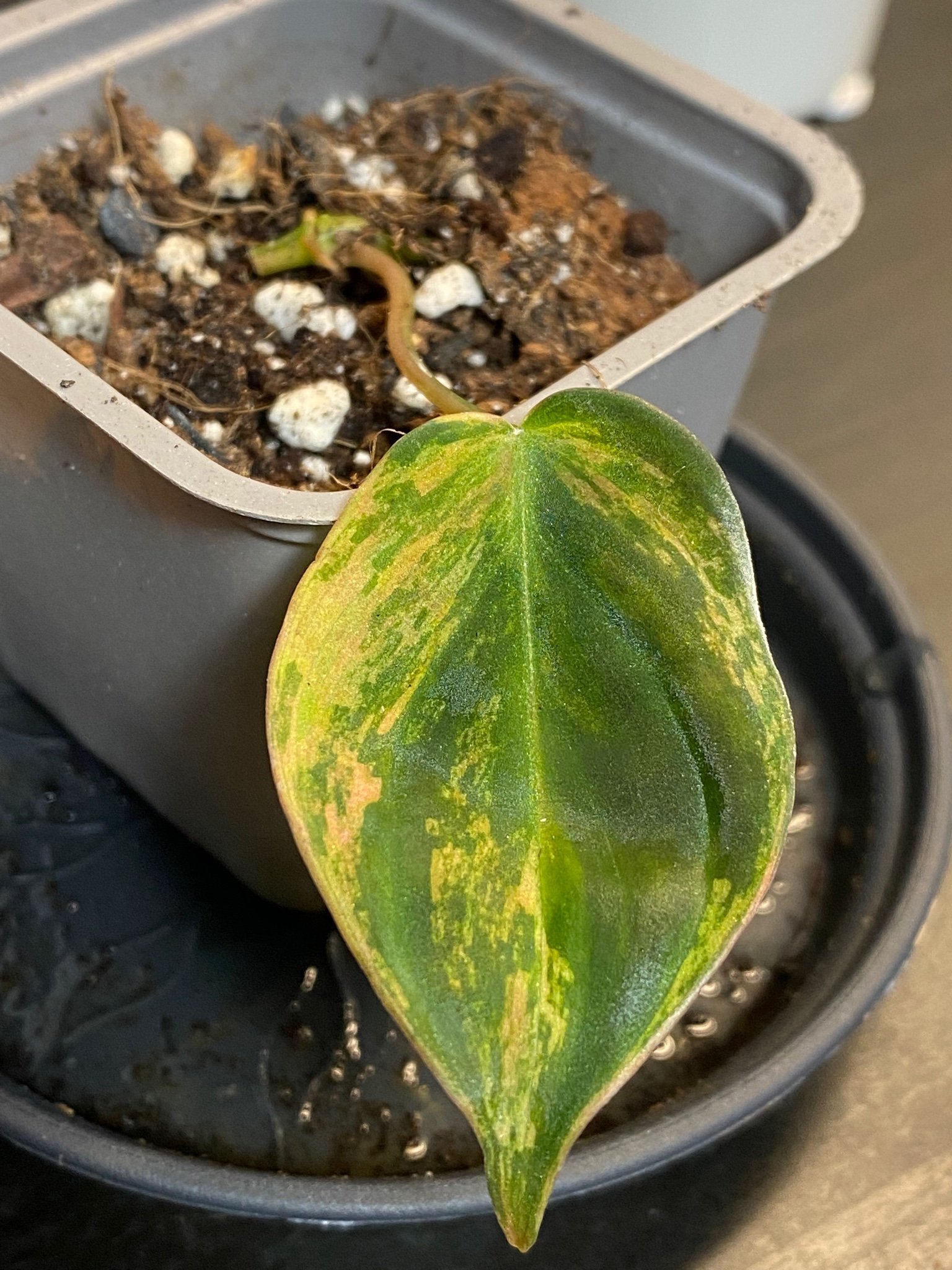 Philodendron micans aurea variegata aroid | Köp på Tradera (576560760)
