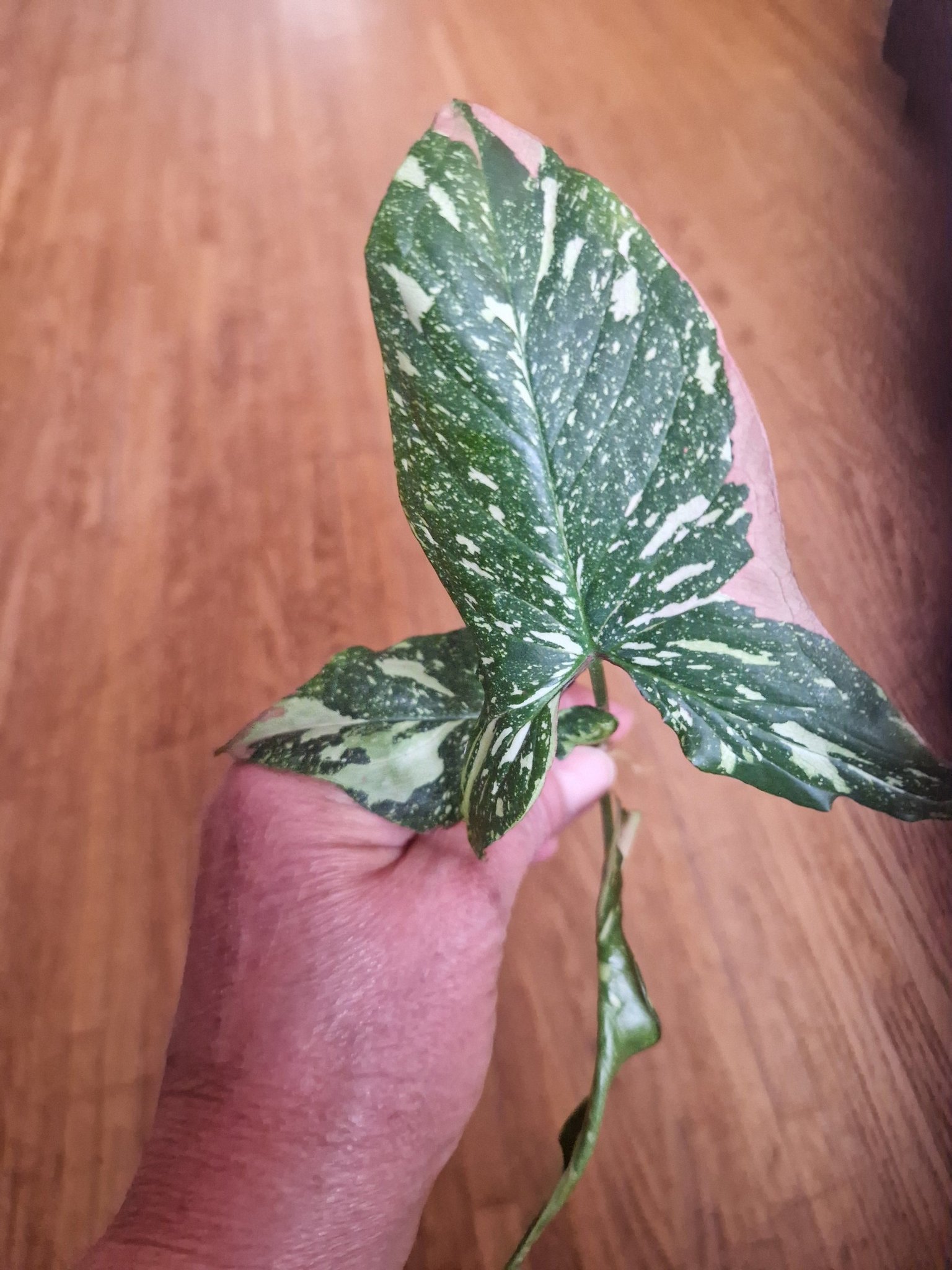 Syngonium Red spot tricolor rotad stickling | Köp på Tradera (735303962)