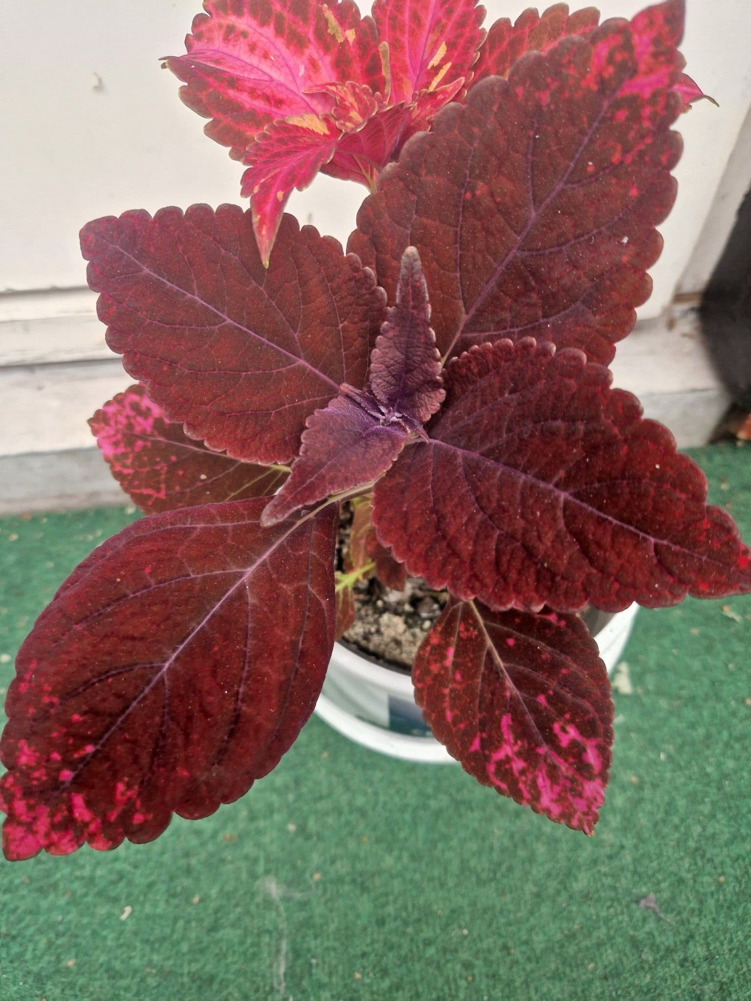 Se produkter som liknar Coleus Mariposa stickling # 1 på Tradera ...