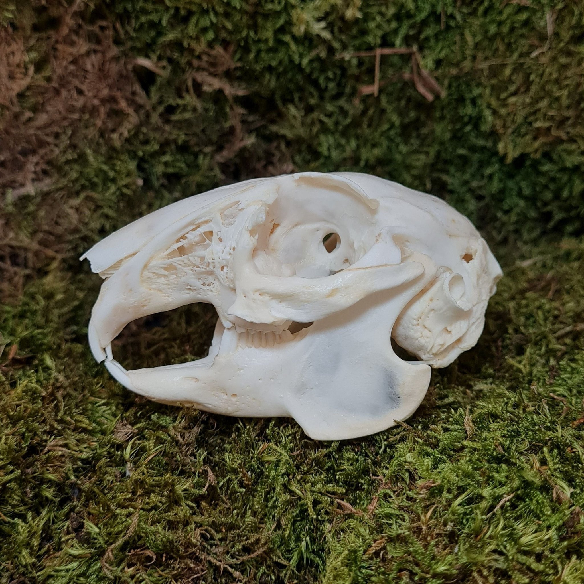 Kranium från kanin (Kranie,Skelett,Uppstoppad,L.. | Köp på Tradera ...