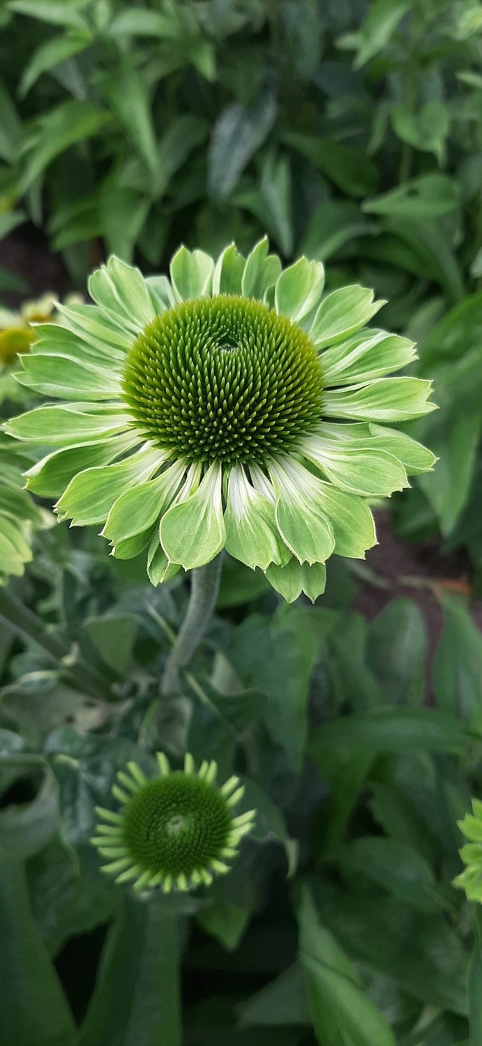 Solhatt/ Rudbeckia Alans Pride .. | Köp från ullabulla0 på Tradera (678332291)