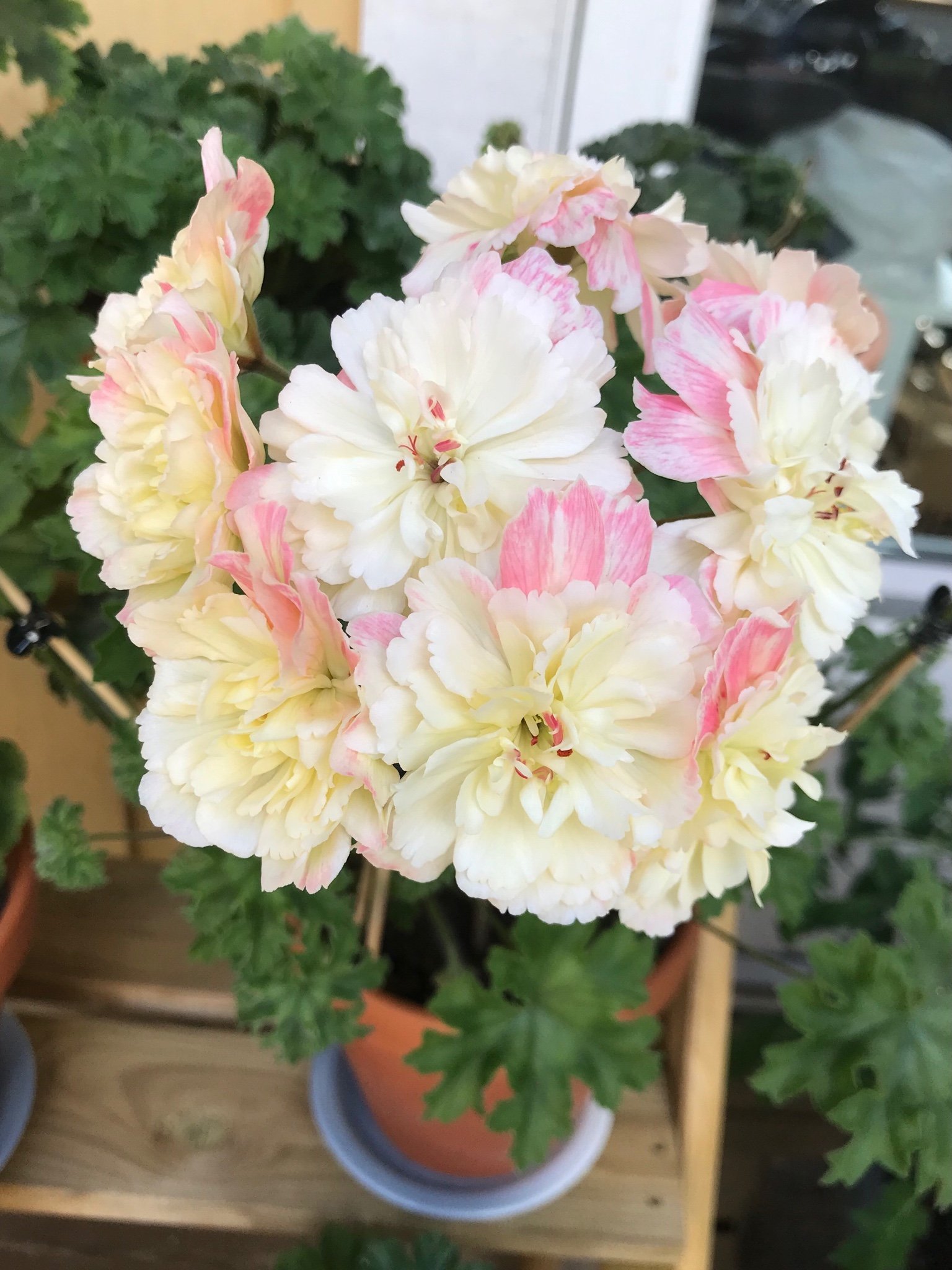 Pelargon Zonartic Rushmoor Zambezi höststickling | Köp på Tradera ...