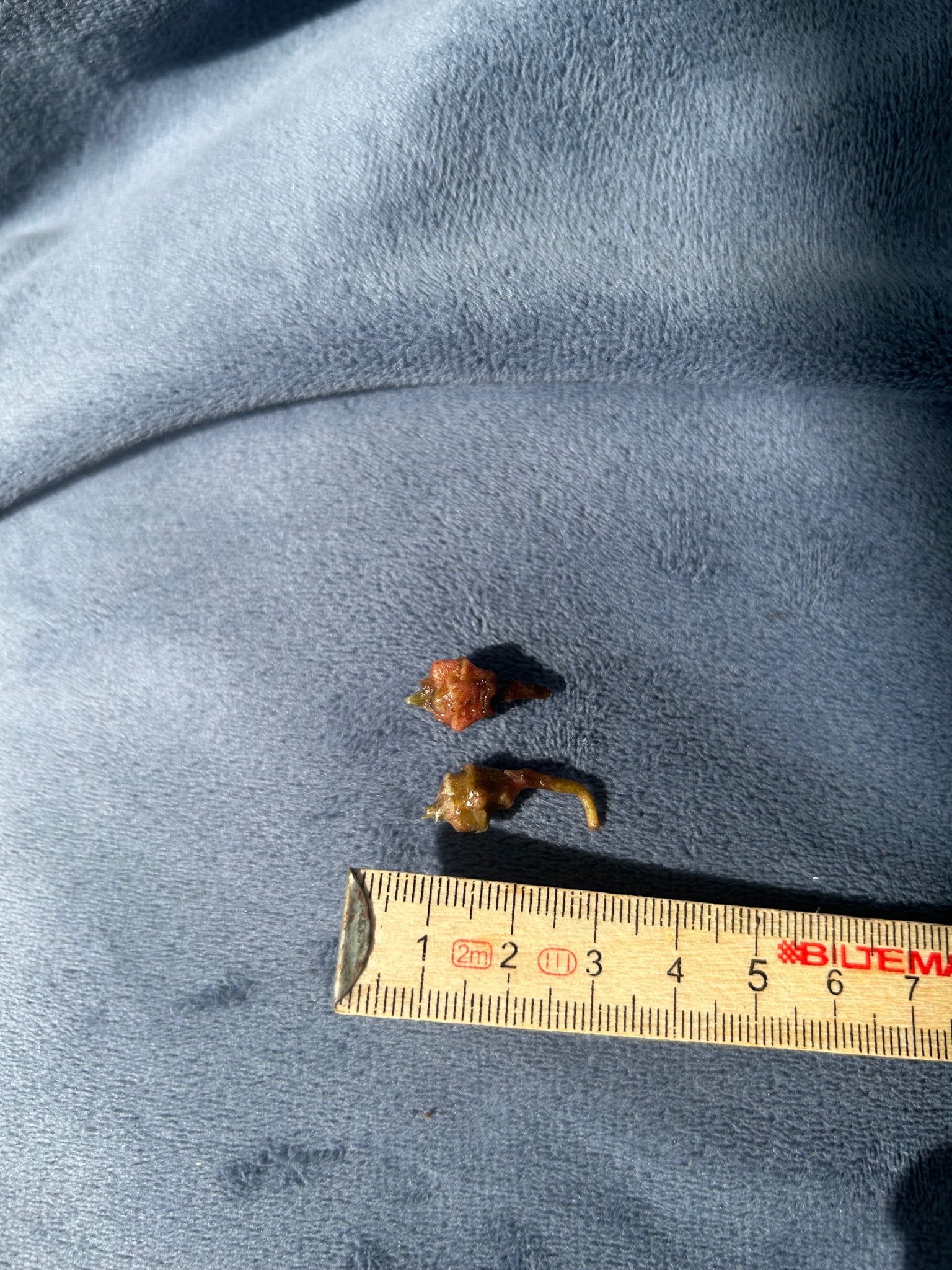 Alocasia Heterophylla Dragonbreath 2 st bulber | Köp på Tradera (693349694)