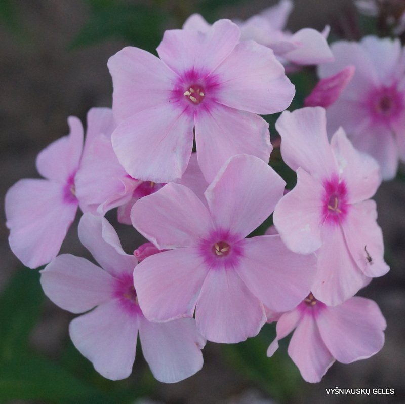 5 plantor flox, höstflox, Phlox paniculata Rosa.. | Köp på Tradera (605201237)