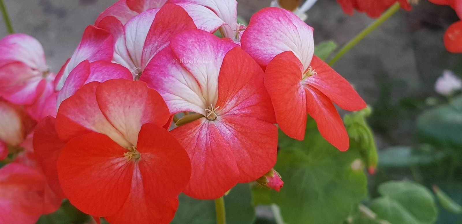 Pelargon COLIBRI - Smultron .. | Köp från Blomkrukancom på Tradera ...