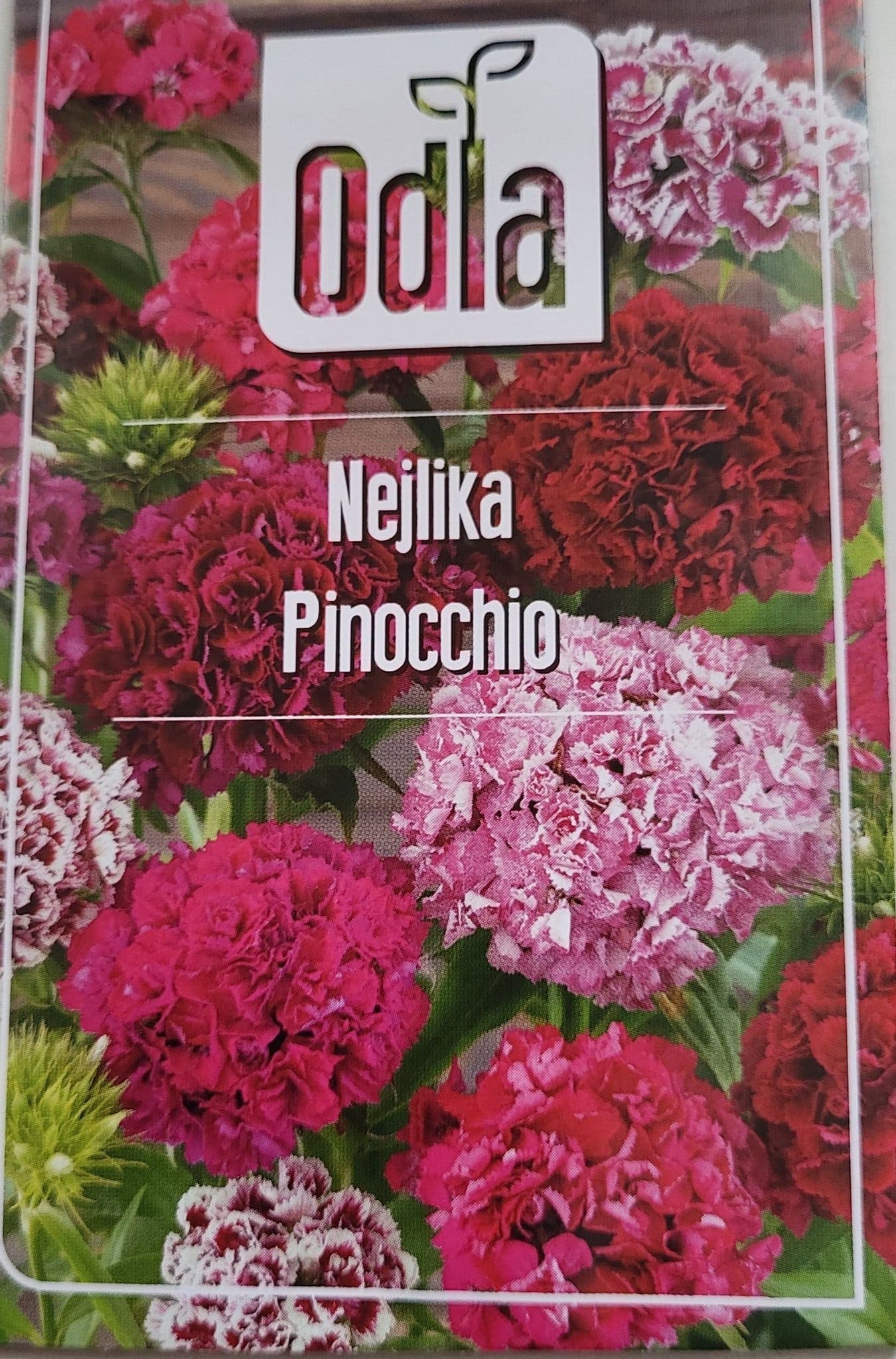 Nejlika Pinocchio - Odla dina egna vackra blomm.. | Köp på Tradera ...