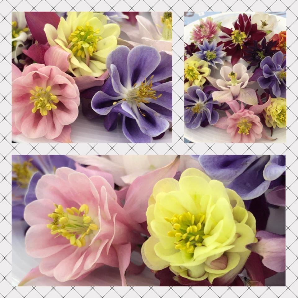 Aquilegia vulgaris, Akleja blandade sorter, min.. | Köp på Tradera ...