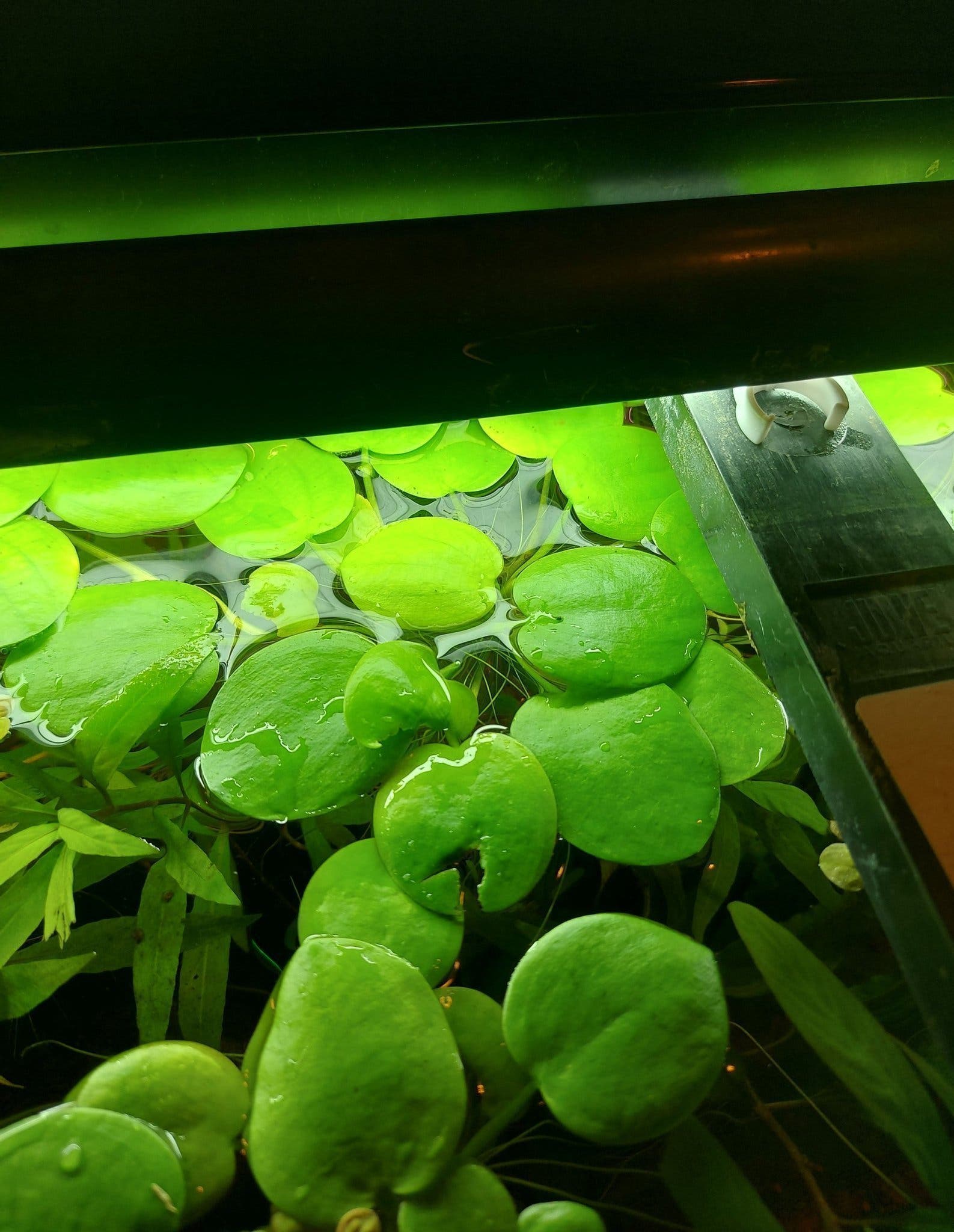 Se produkter som liknar Amazon Frogbit 5 st på Tradera (676826243)