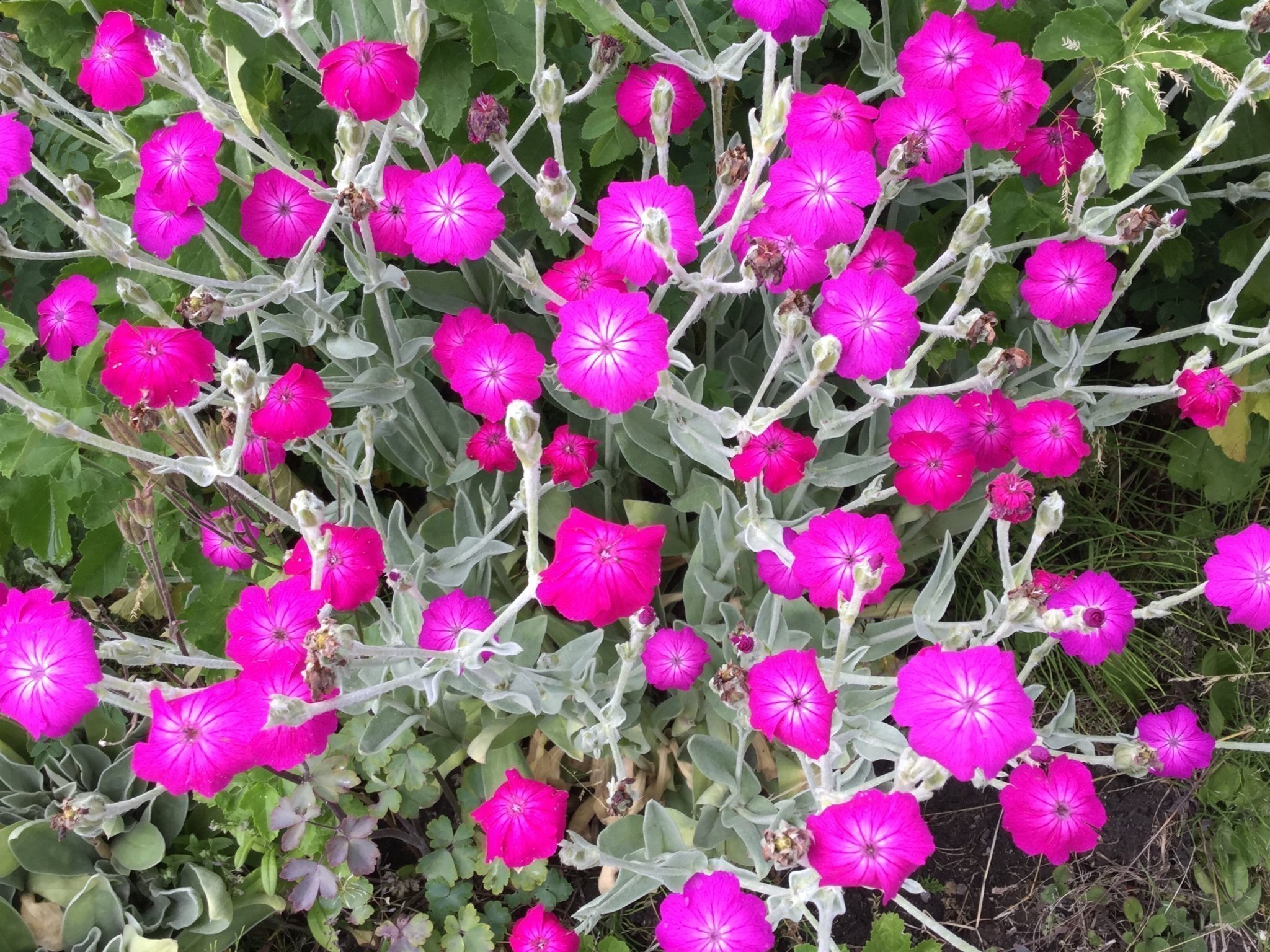 PURPURKLÄTT - romantisk, anspråkslös, tacksam p.. | Köp på Tradera ...