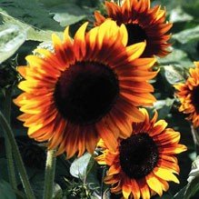 Solros Ring of Fire så vacker, 7 frö | Köp på Tradera (617602151)