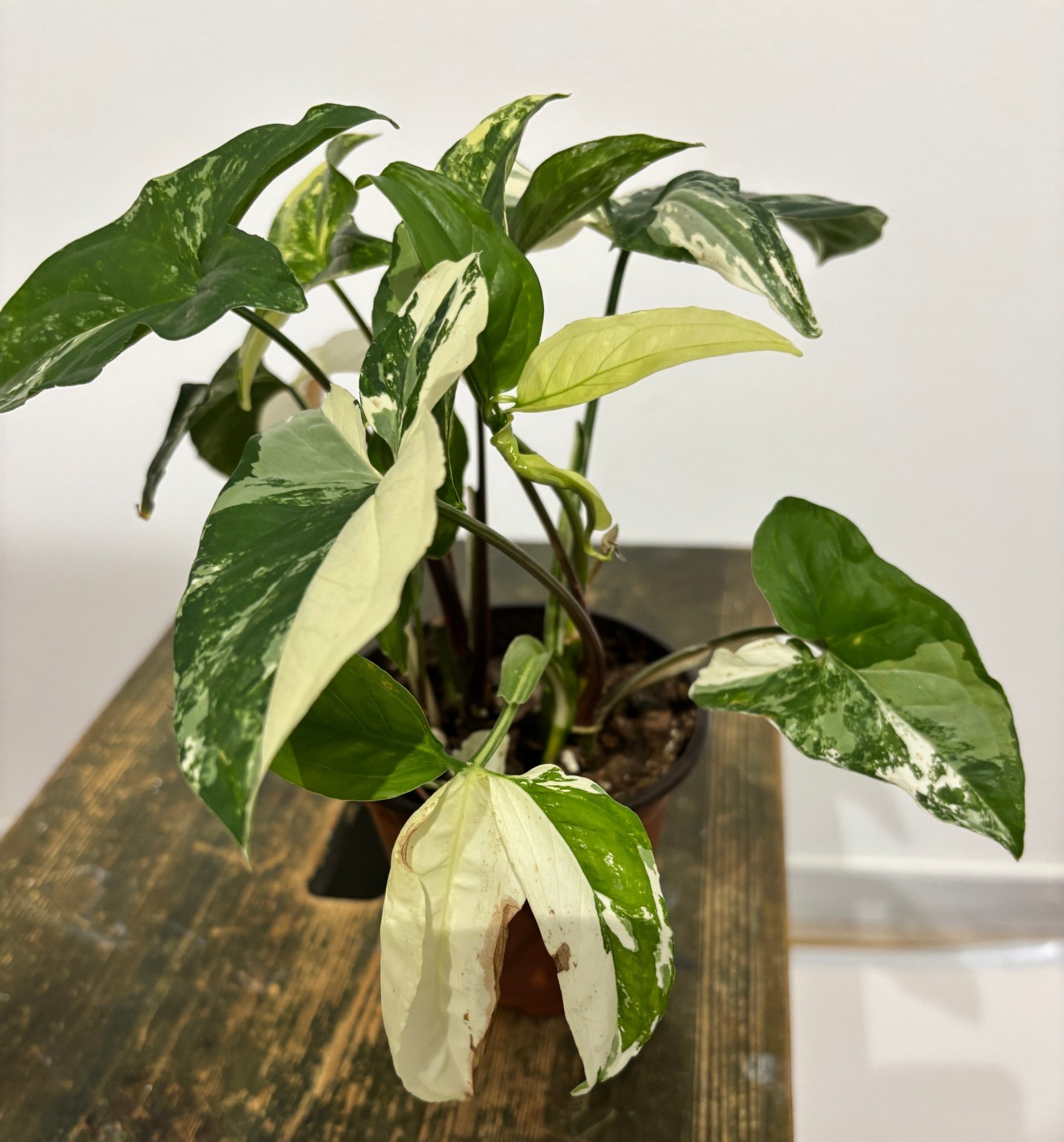 Syngonium podophyllum albo variegata planta | Köp på Tradera (704868959)
