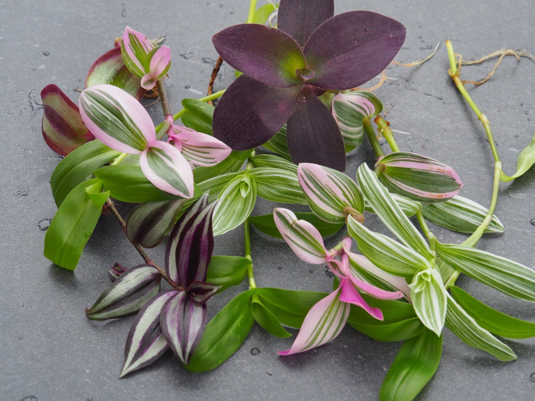 JUL REA - 8 stycken Tradescantia rotade stickli.. | Köp på Tradera ... JUL REA - 8 stycken Tradescantia rotade stickli.. | Köp på Tradera ...