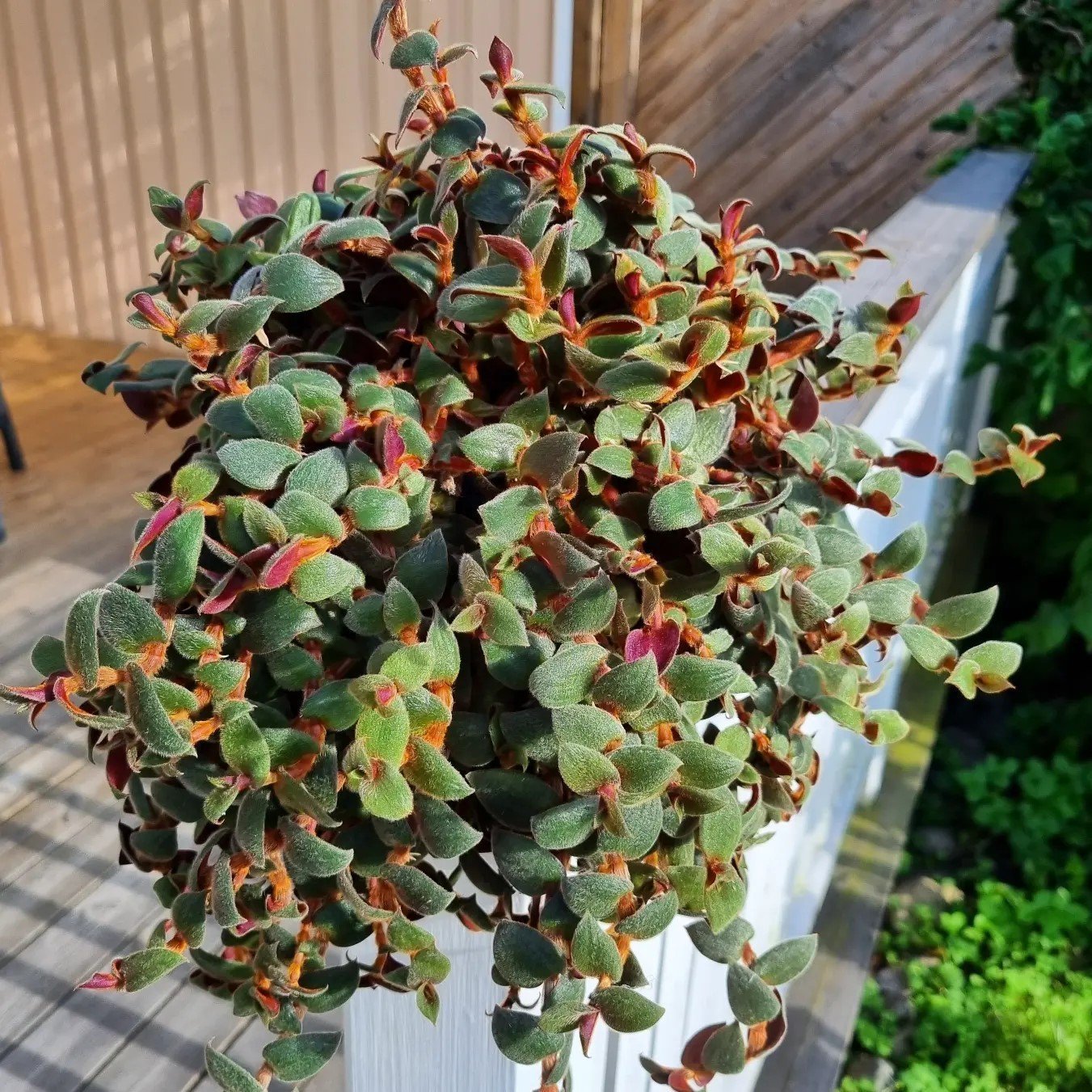 Se produkter som liknar Tradescantia Se produkter som liknar Tradescantia