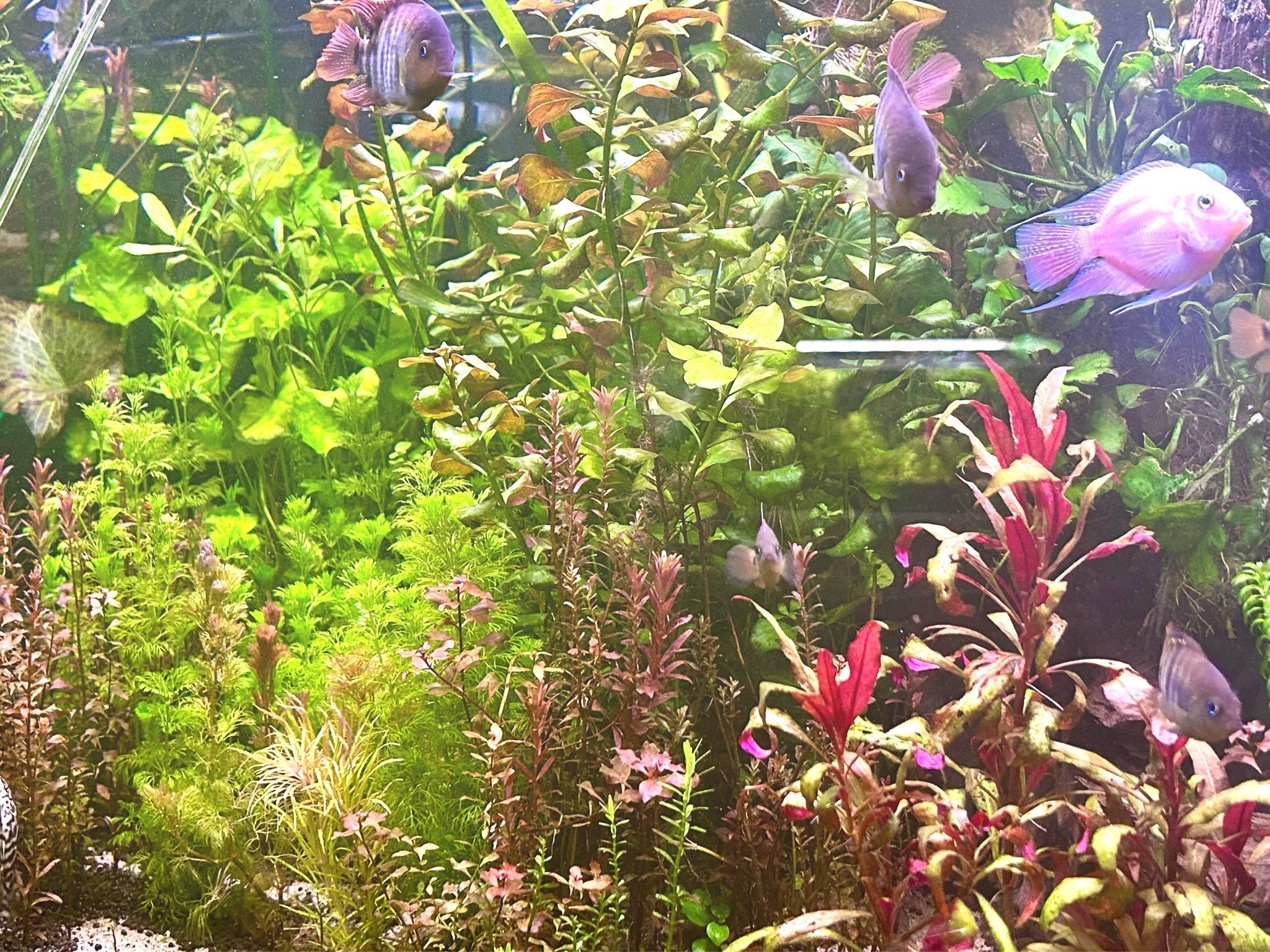 Se produkter som liknar Akvarium växt paket på Tradera (634084369)