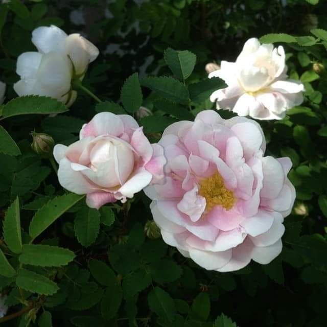 Se produkter som liknar Midsommarbrud, Juhannusmorsia.. på Tradera ...
