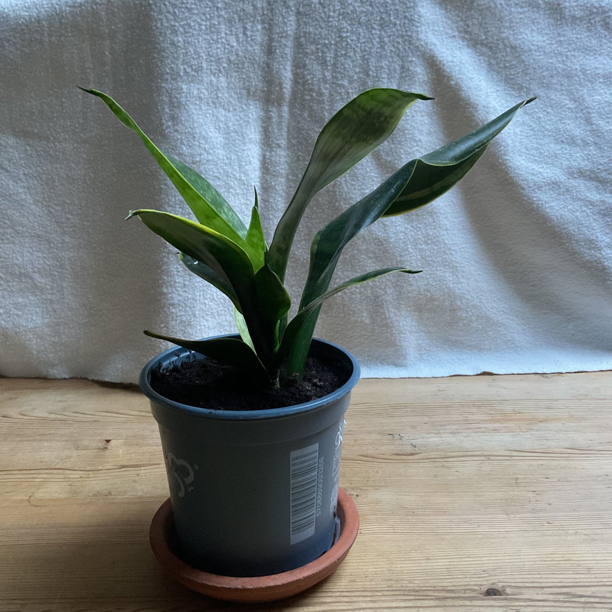 Svärmors tunga, Sansevieria Trifasciata, bajone.. | Köp på Tradera ...