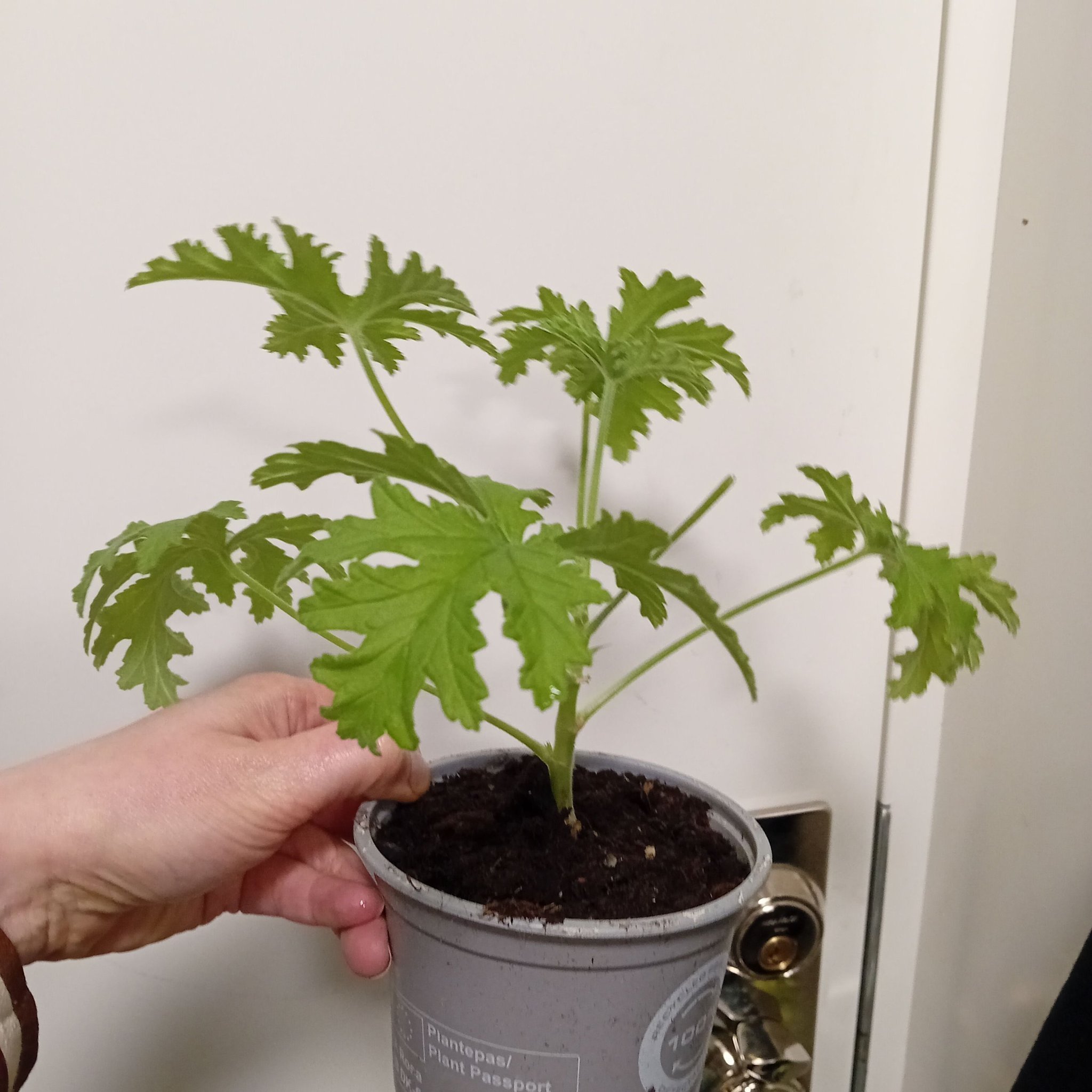 Se produkter som liknar Dr Westerlund Rosengeranium d.. på Tradera ...