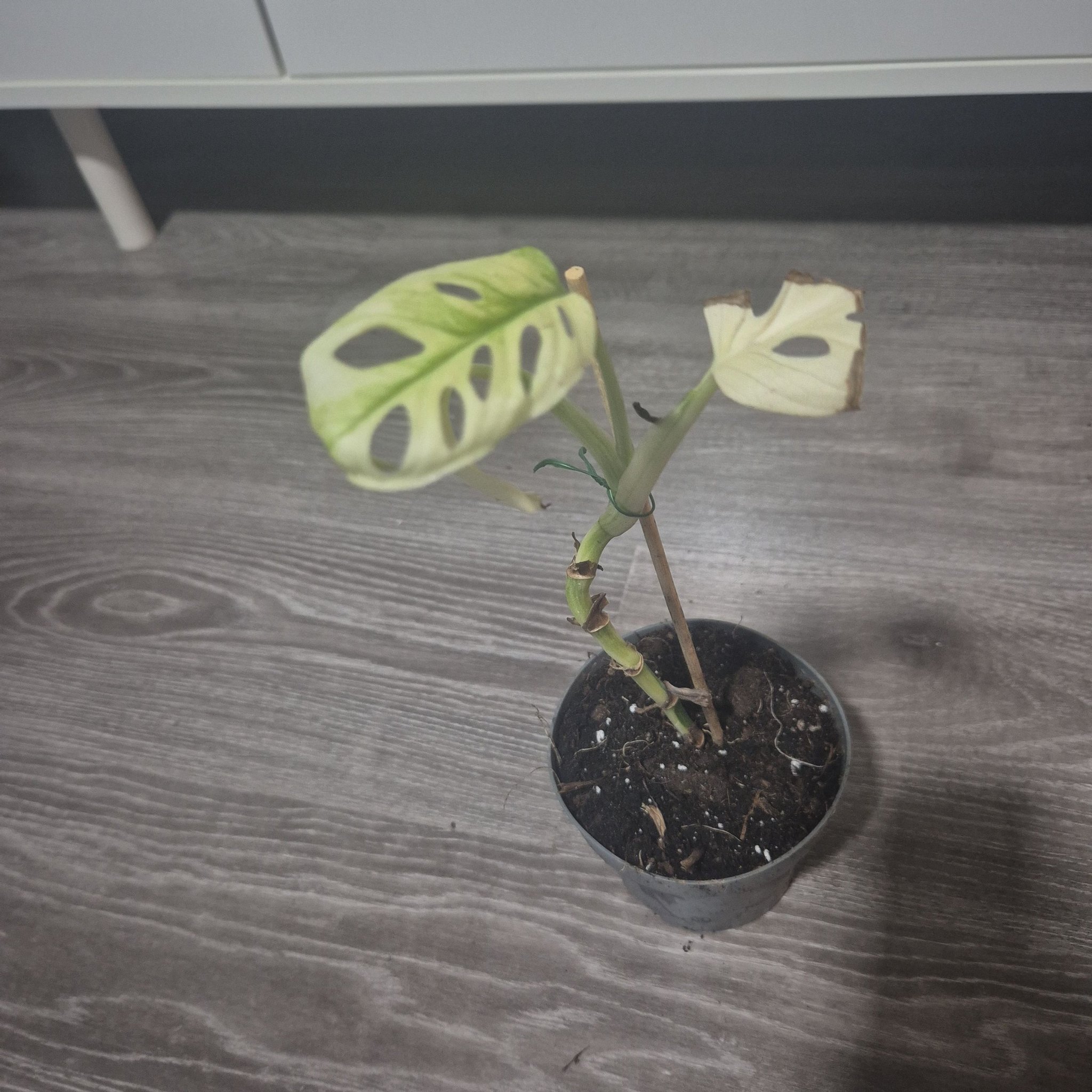 Monstera Adansonii Variegata | Köp på Tradera (713320199)