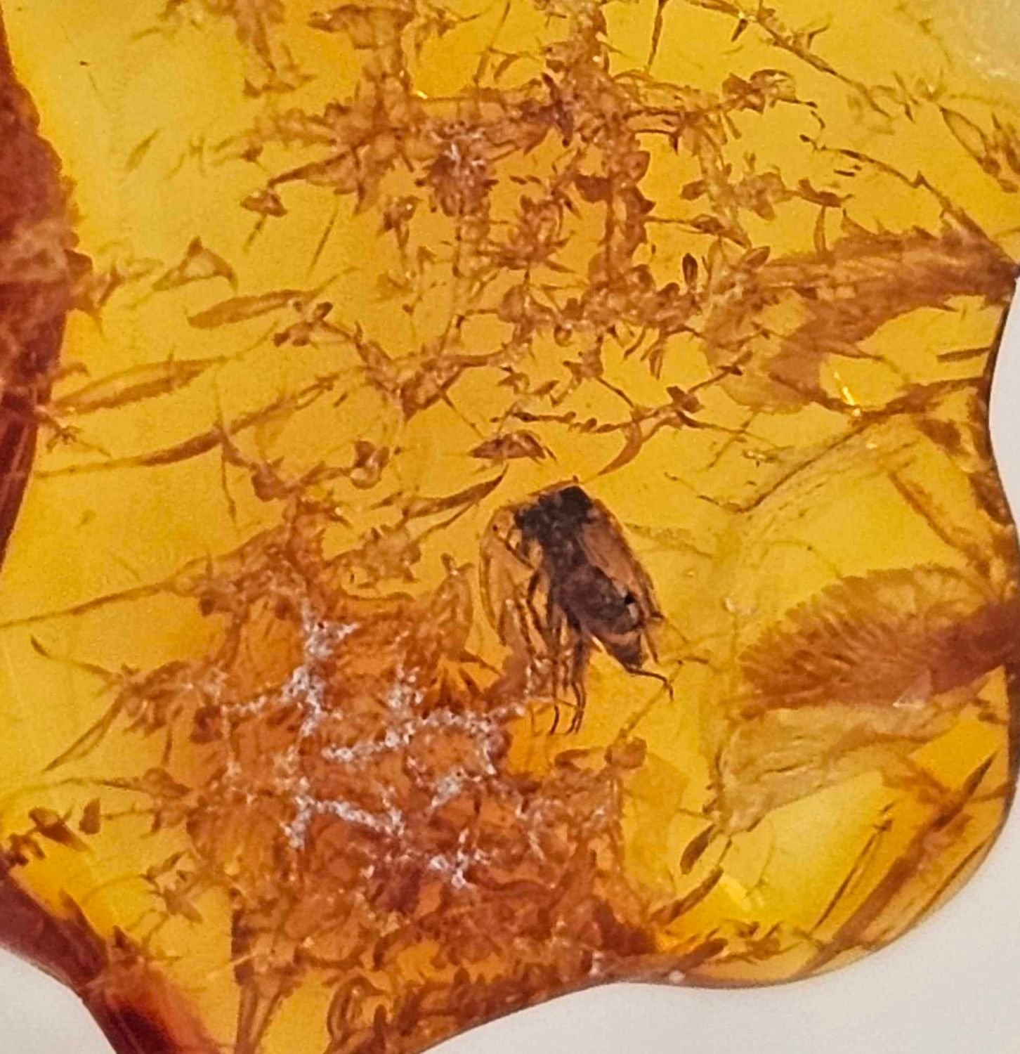 Unik bärnsten med insekt | Köp på Tradera (655361050)