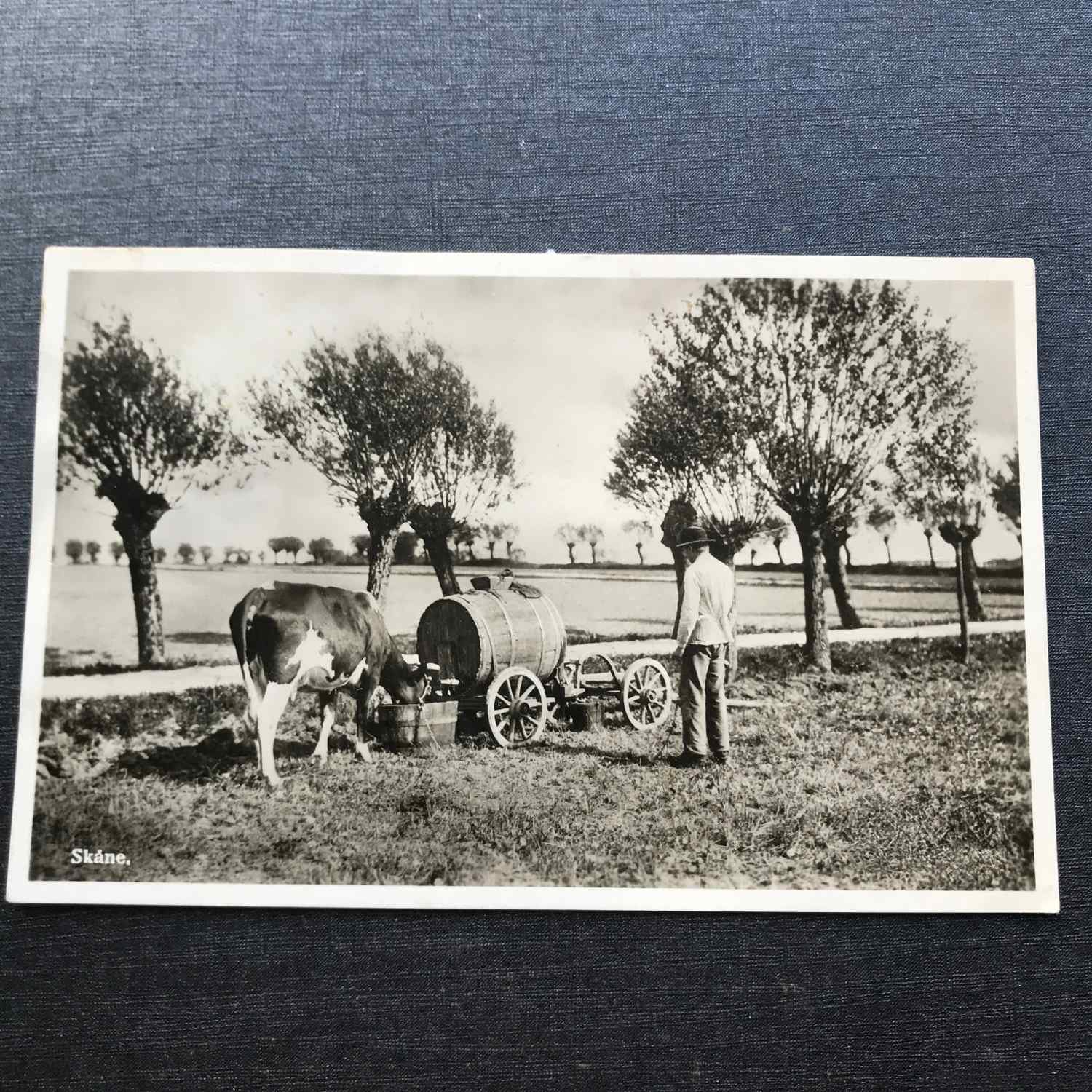 Bonde med Ko i Skåne Lantbruk djur kor | Köp på Tradera (541015699)