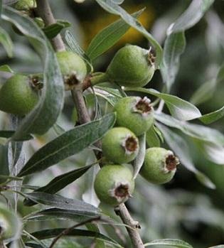 Pyrus salicifolia 'Pendula' - Silverpäron | Köp på Tradera (566502231)