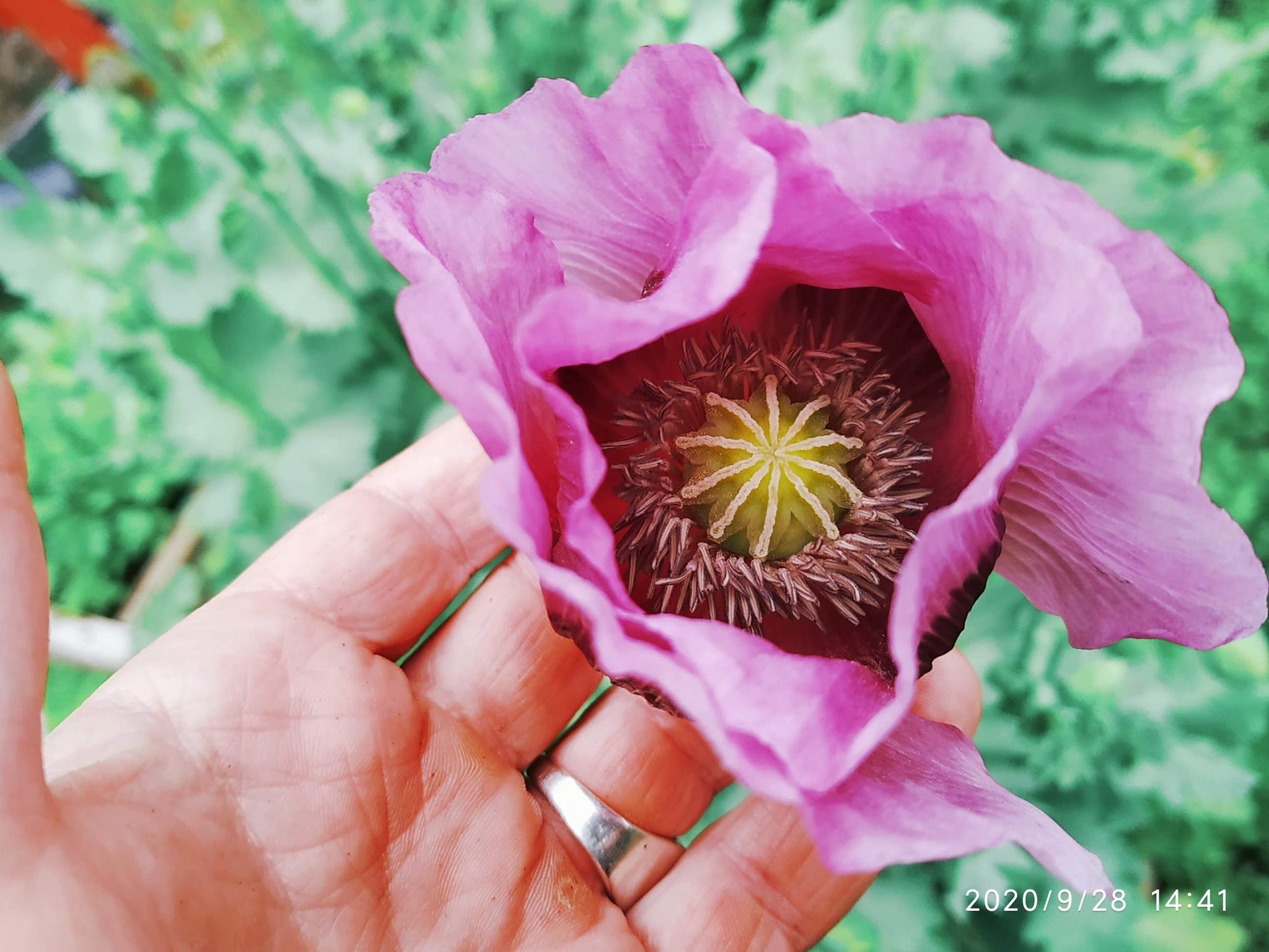 Burma White Poppy, Golden Triangle. 50 frön. Pa.. | Köp på Tradera ...