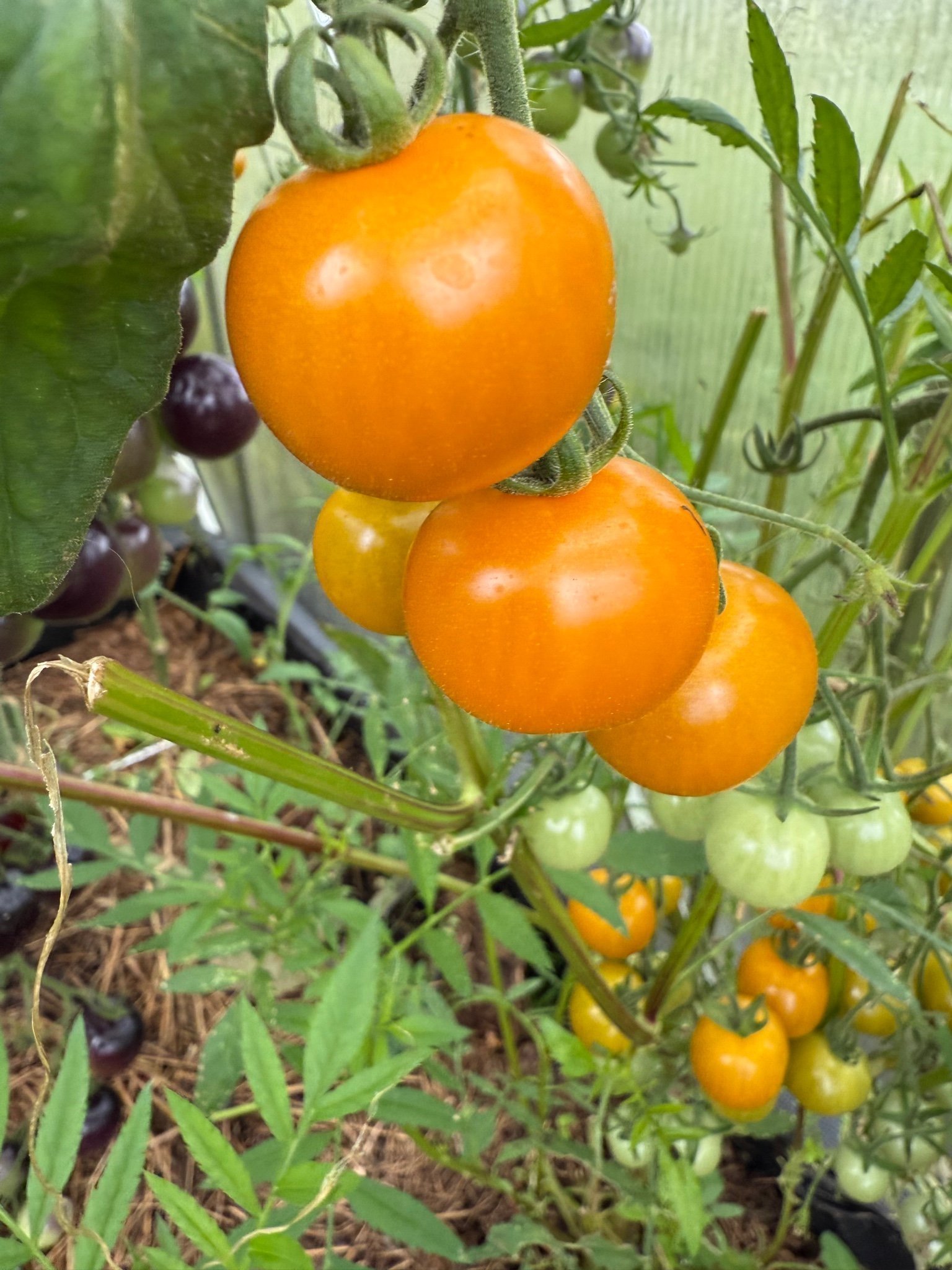 Orange sweet cherry mycket god orange körsbärst.. | Köp på Tradera ...