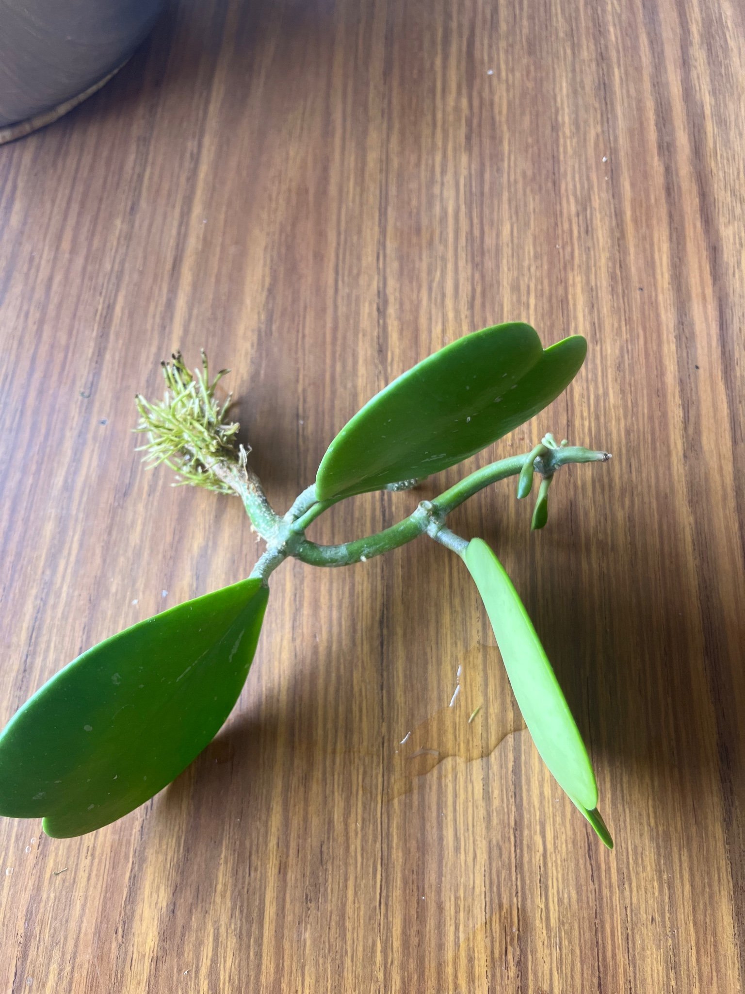 Hoya Kerrii - Rotad stickling | Köp på Tradera (733736983)
