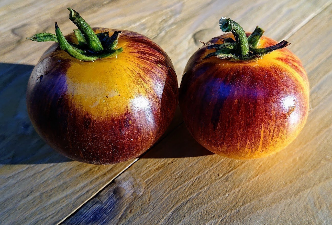 Tomat - Ussuri Tiger: Guldgula frukter med brun.. | Köp på Tradera ...