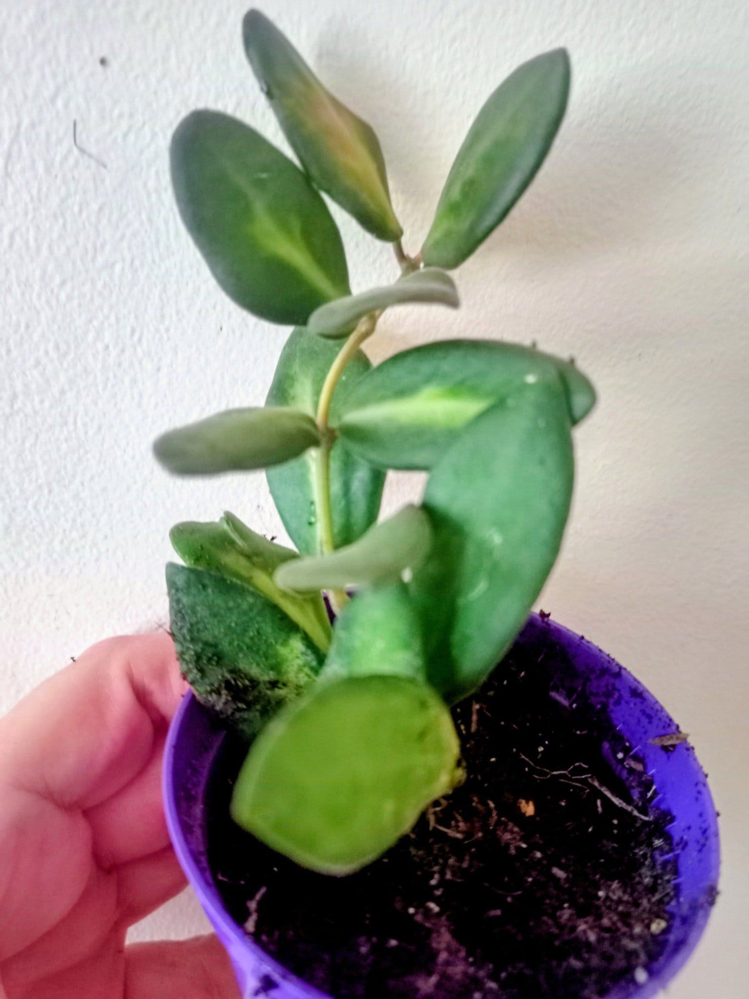 Hoya sp .af burtoniae " Variegata"- planta | Köp på Tradera (736571676)