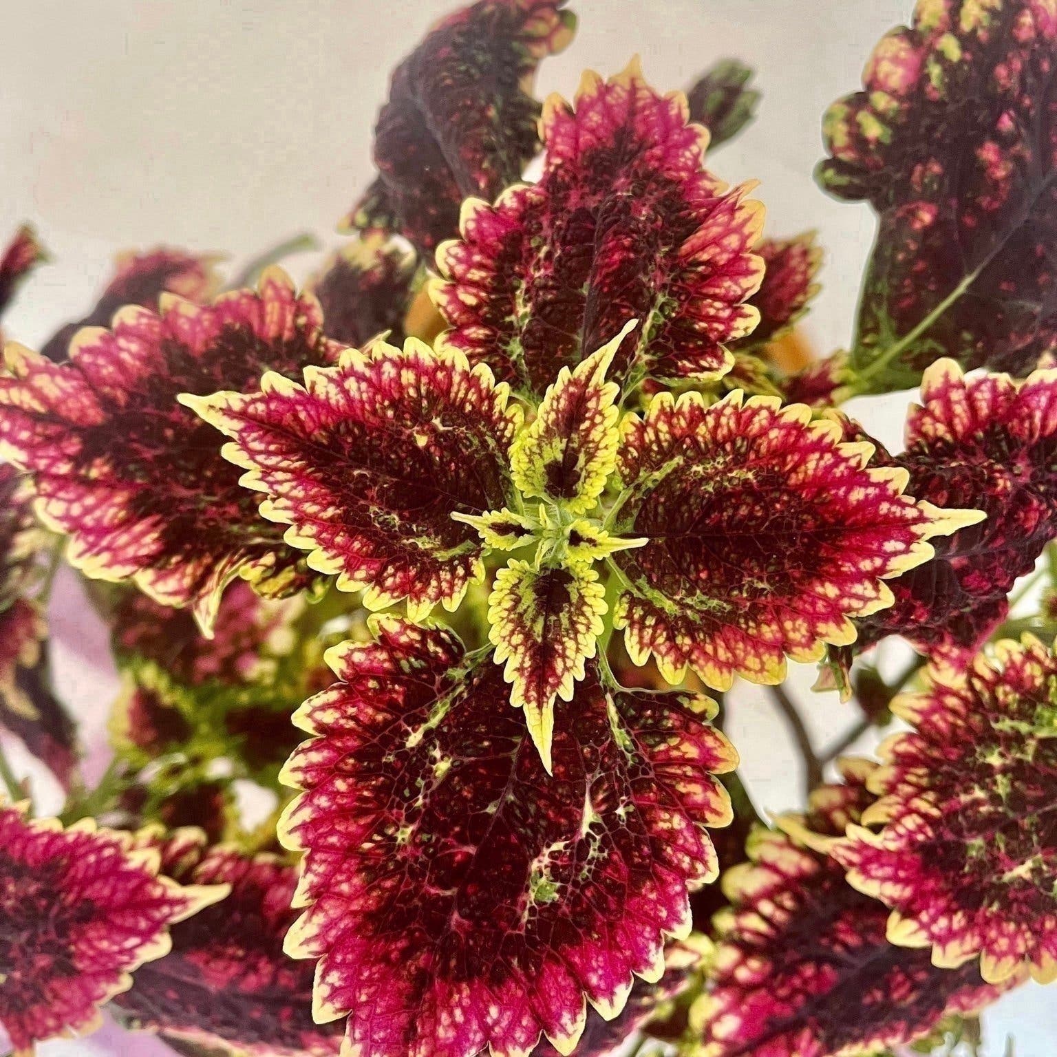 Stickling Palettblad Coleus Stars of Pin | Köp på Tradera (634712032)