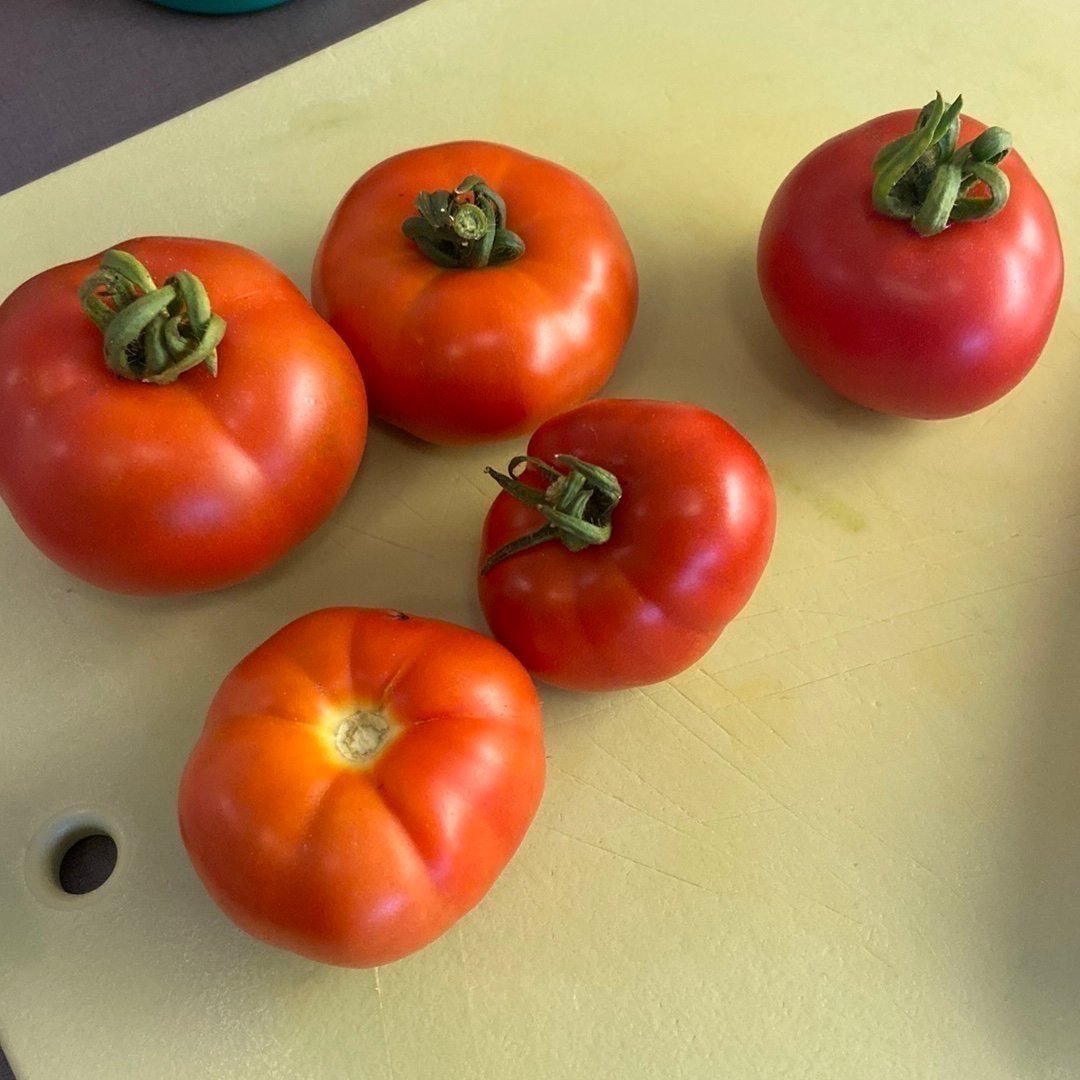 34: Tomatfrön 8 st - Marmande VR - biff tomater.. | Köp på Tradera (703355772)