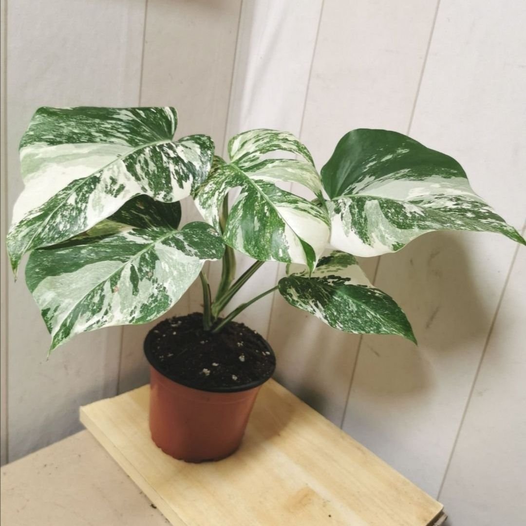 . Monstera Variegata stickling | Köp på Tradera (637901511)