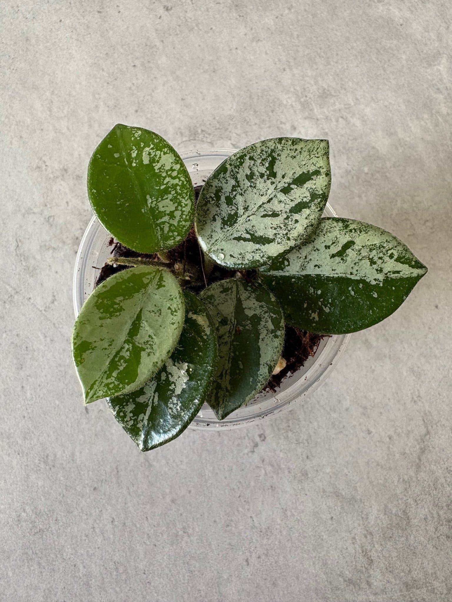 Se produkter som liknar Hoya ’Mathilde Splash’ på Tradera (683493340)