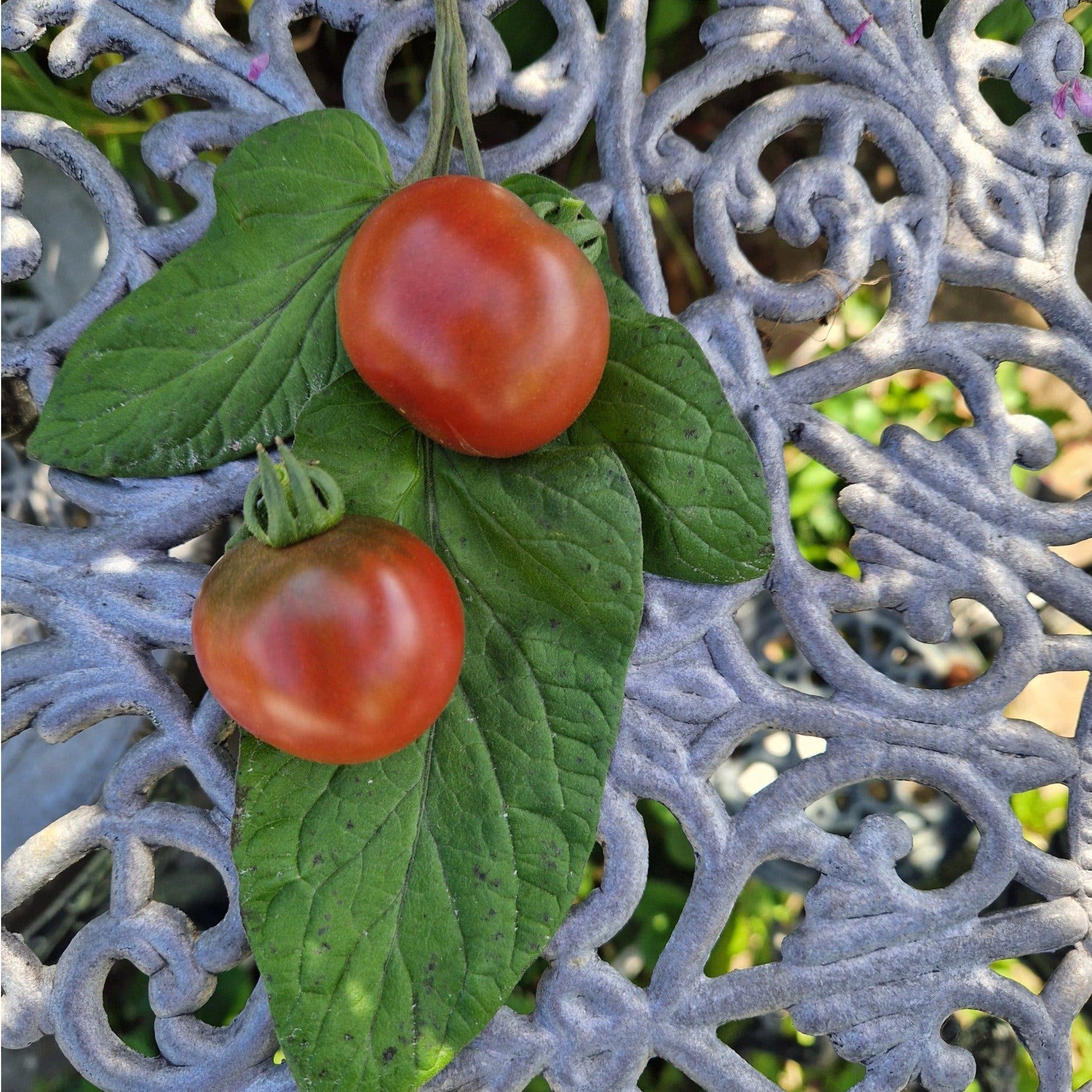 Karma Purple Multiflora utmärkt smak trivs även.. | Köp på Tradera ...