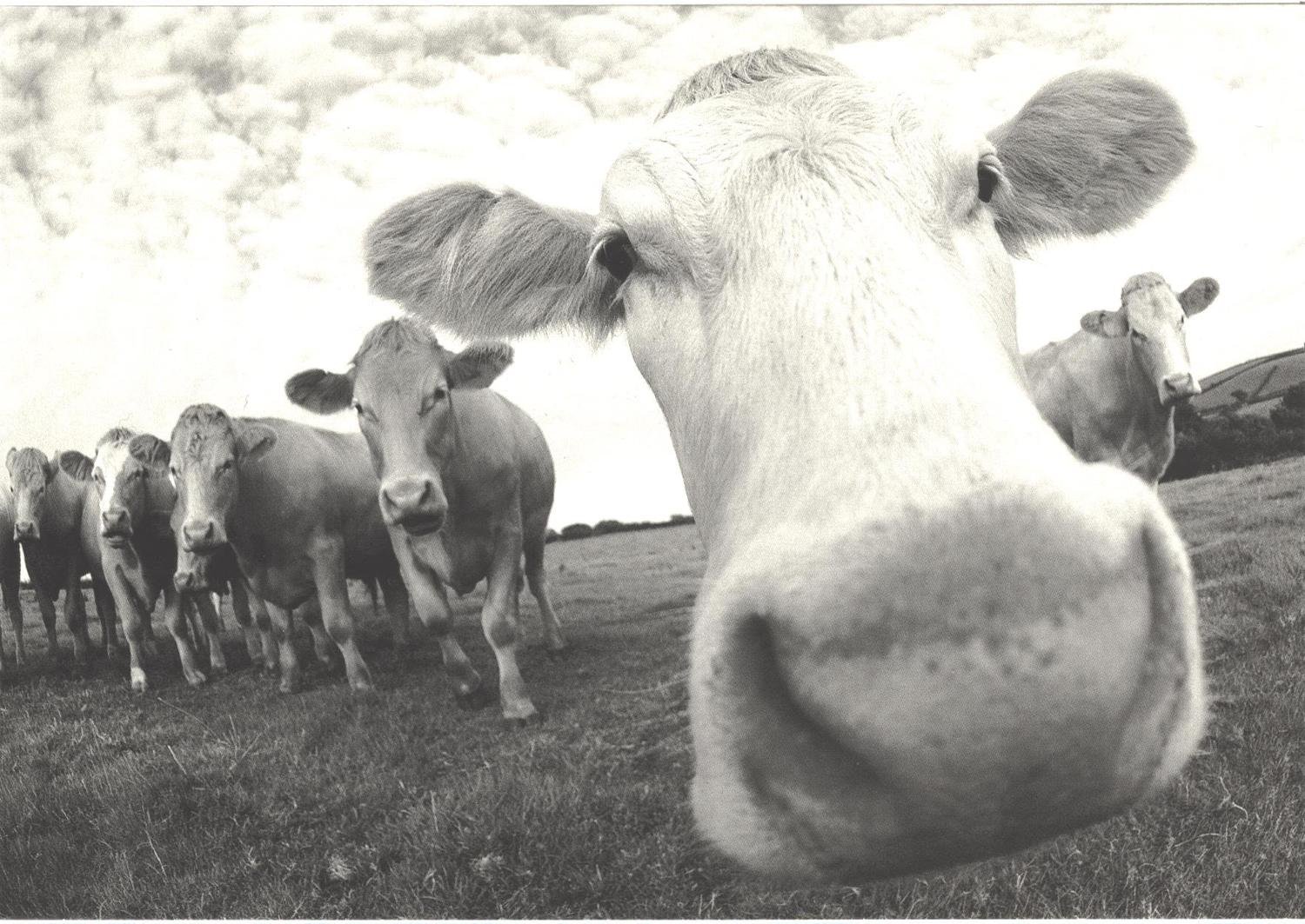 Vykort kor /djur/kossor/ | Köp från Vaxkupan på Tradera (583761544)