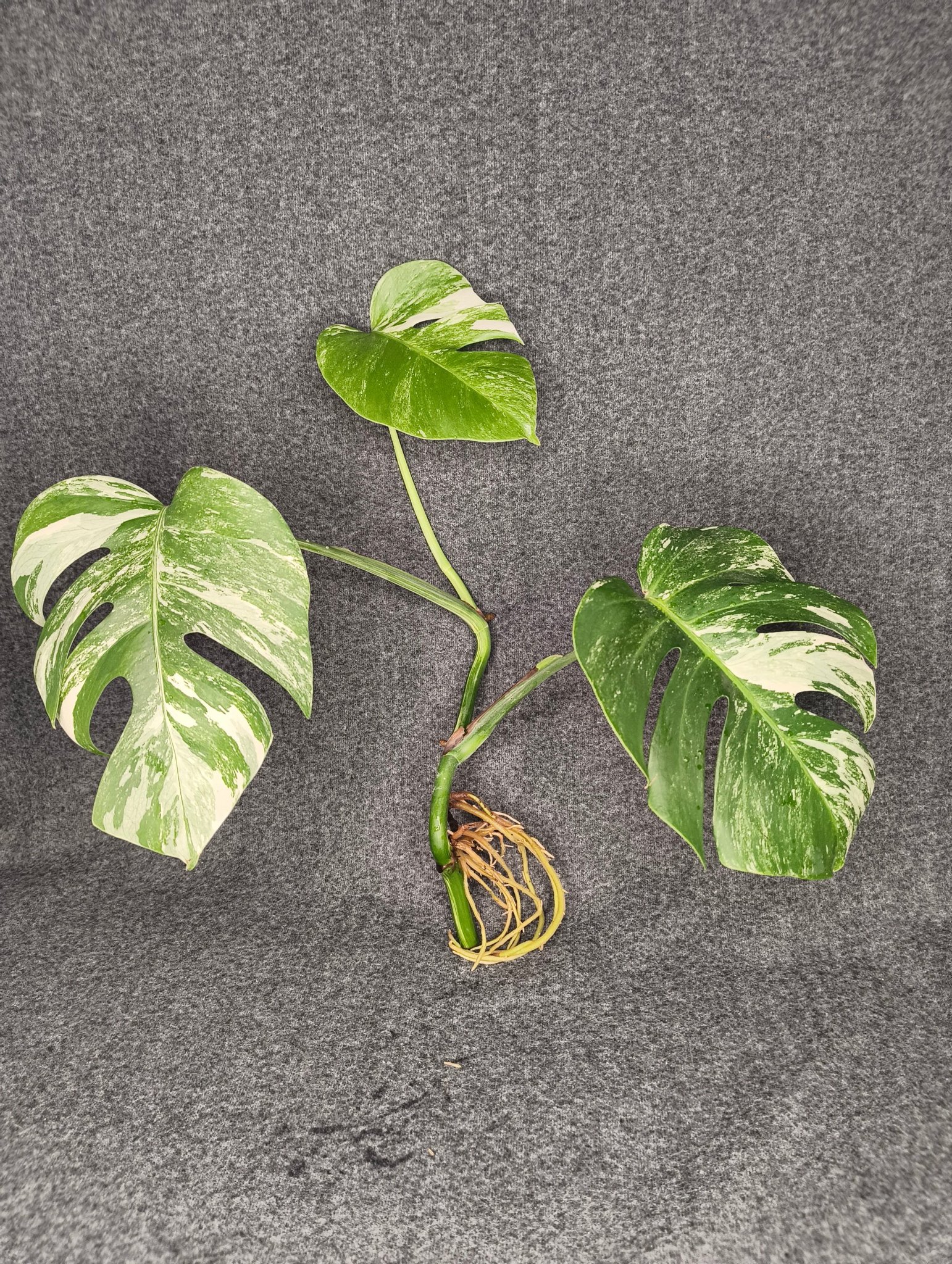 Monstera Albo variegata planta | Köp på Tradera (712941457)